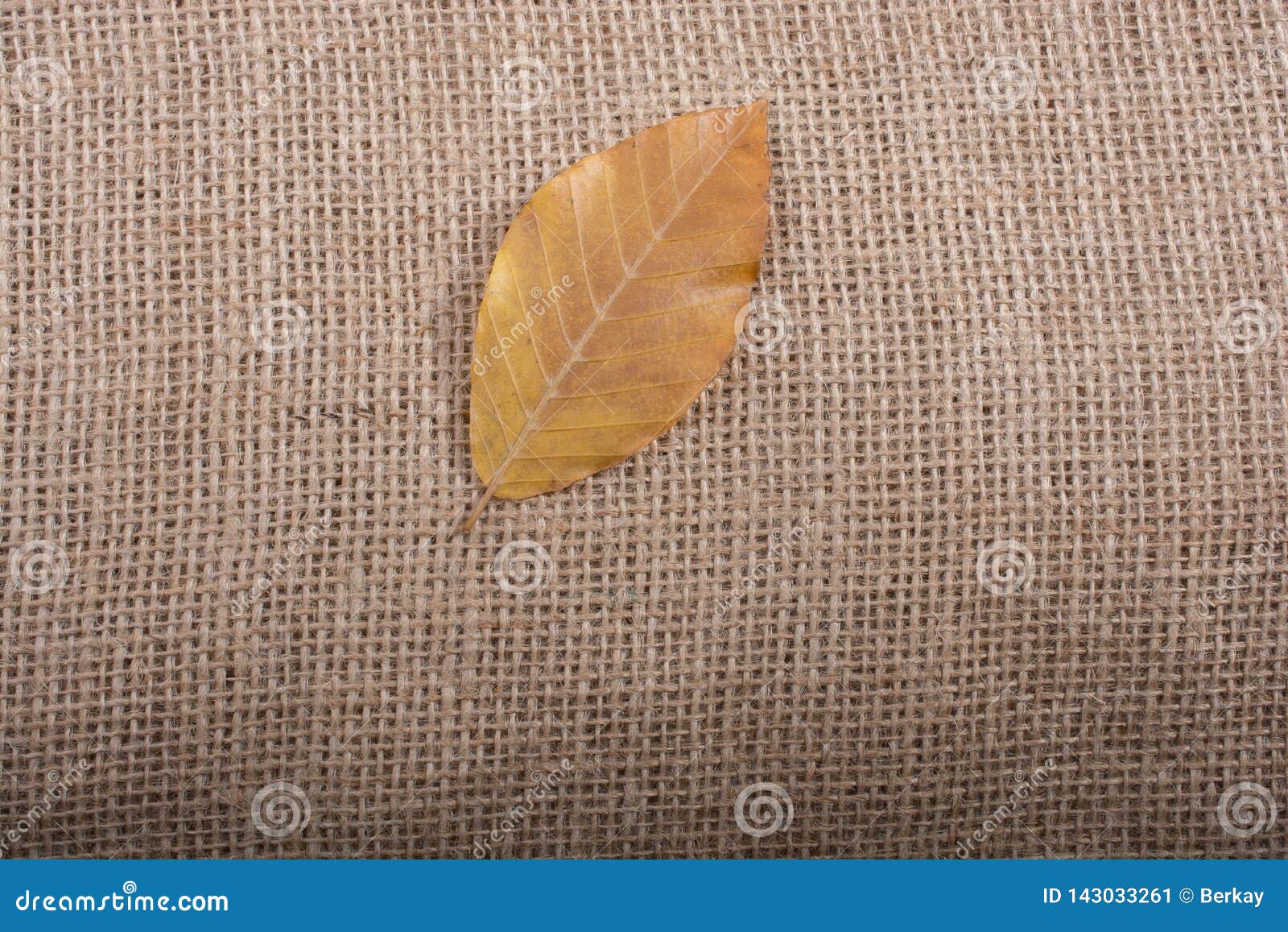 One Separate Dry Leaf in View Stock Image - Image of herbal, macro ...