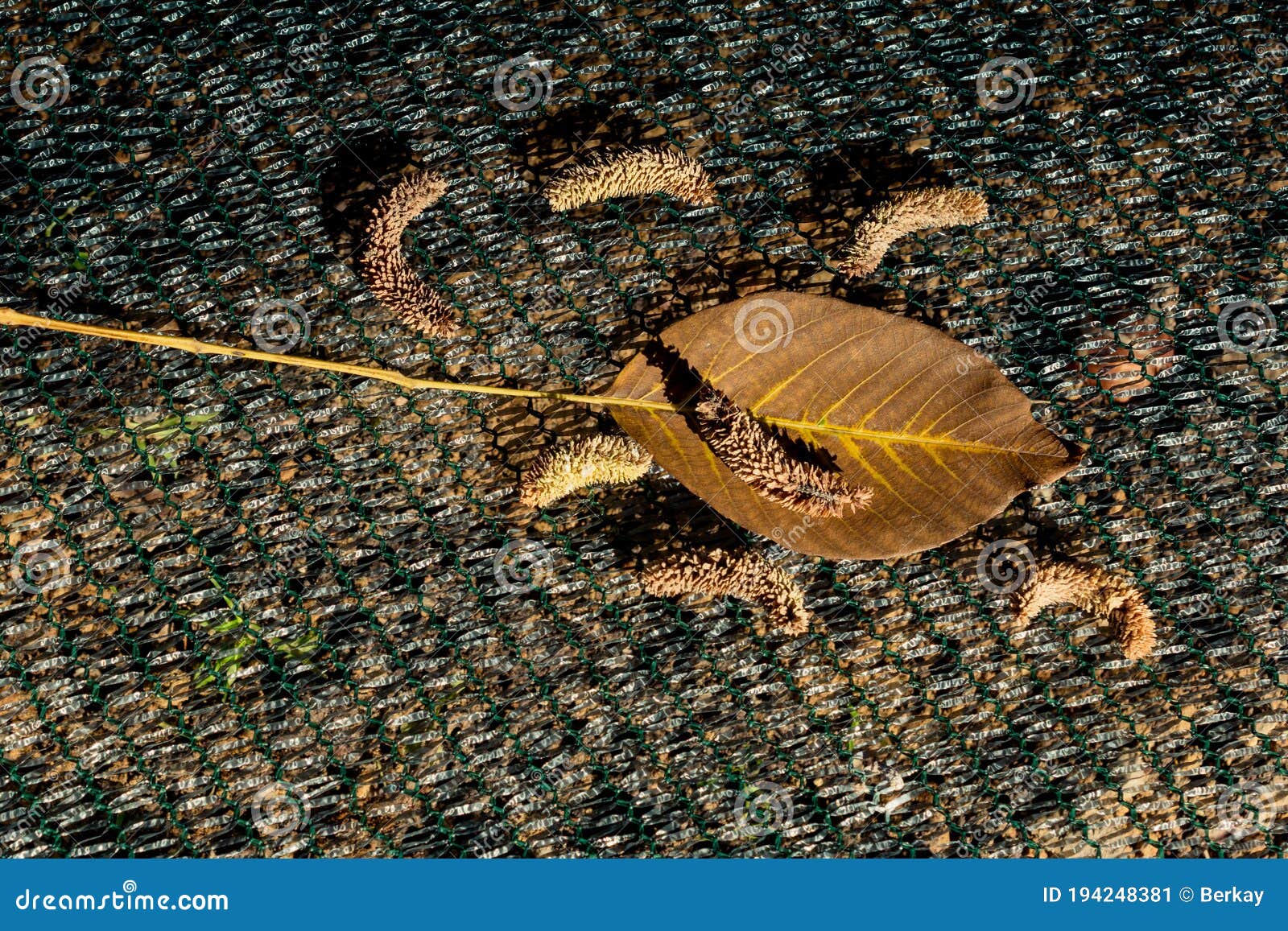 One Separate Dry Leaf in View Stock Image - Image of colorful, botany ...