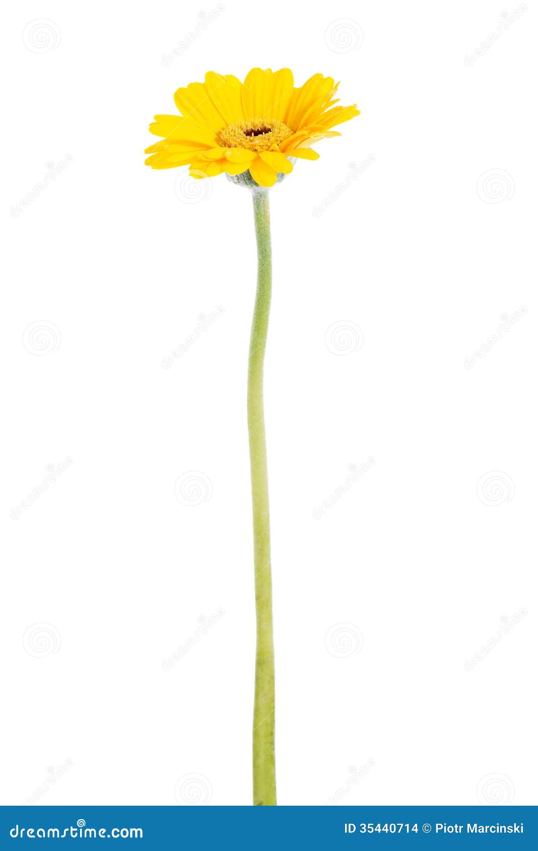 One Separate Gerbera Flower. Stock Photo - Image of blossoms ...