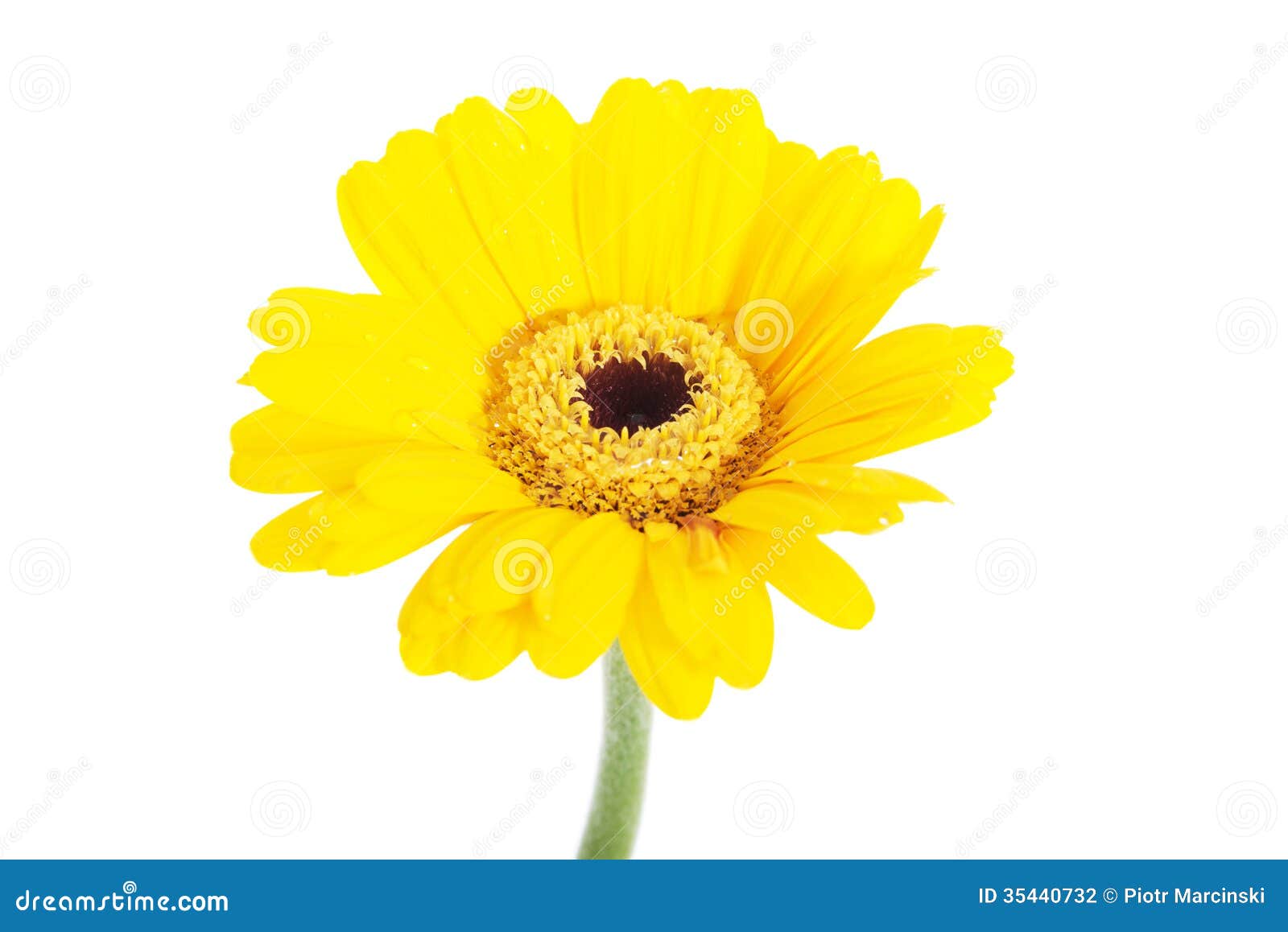One Separate Gerbera Flower. Stock Photo - Image of blooms, close: 35440732