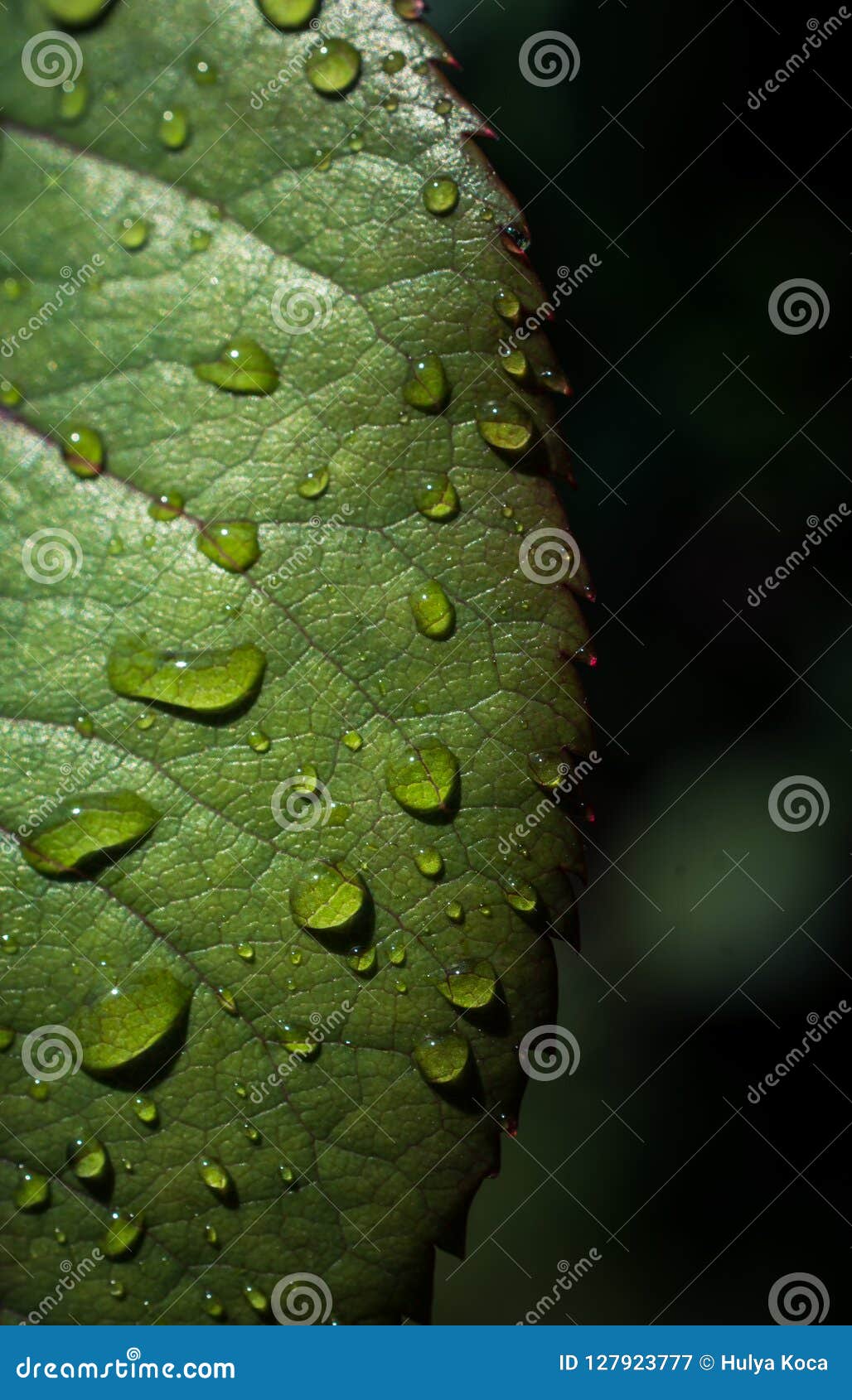 One Separate Green Leaf with Water Drops Stock Image - Image of nature ...