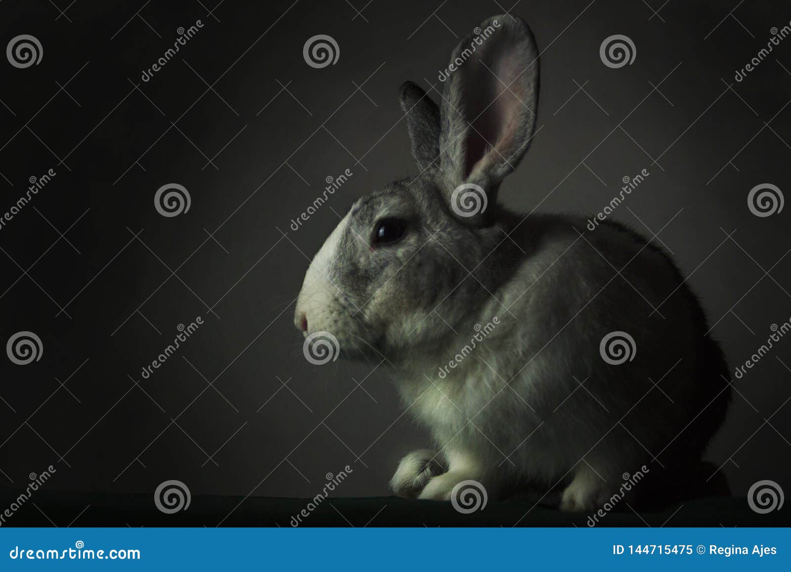 One Serious Bunny stock image. Image of bunny, serious - 144715475