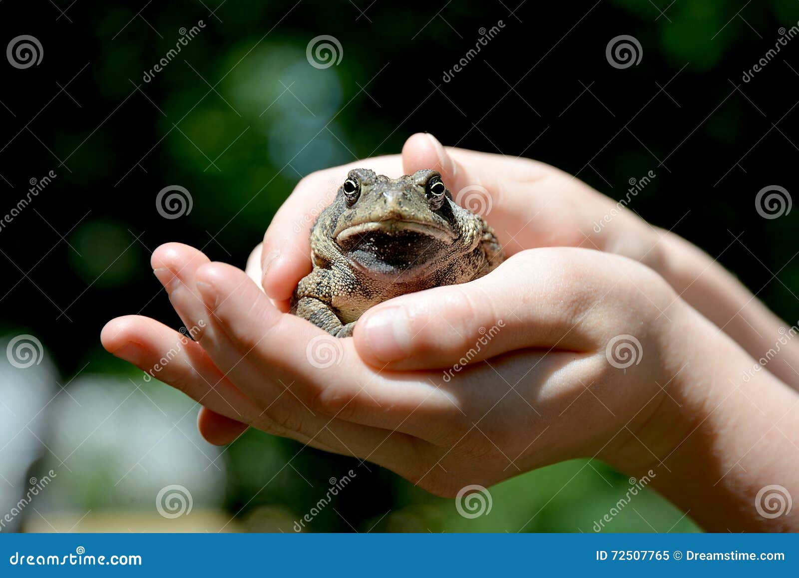 One Serious Frog stock image. Image of reptiles, frogs - 72507765