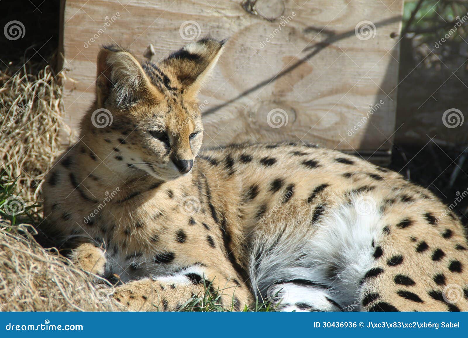 Serval Skin Stock Photos - Free & Royalty-Free Stock Photos from Dreamstime