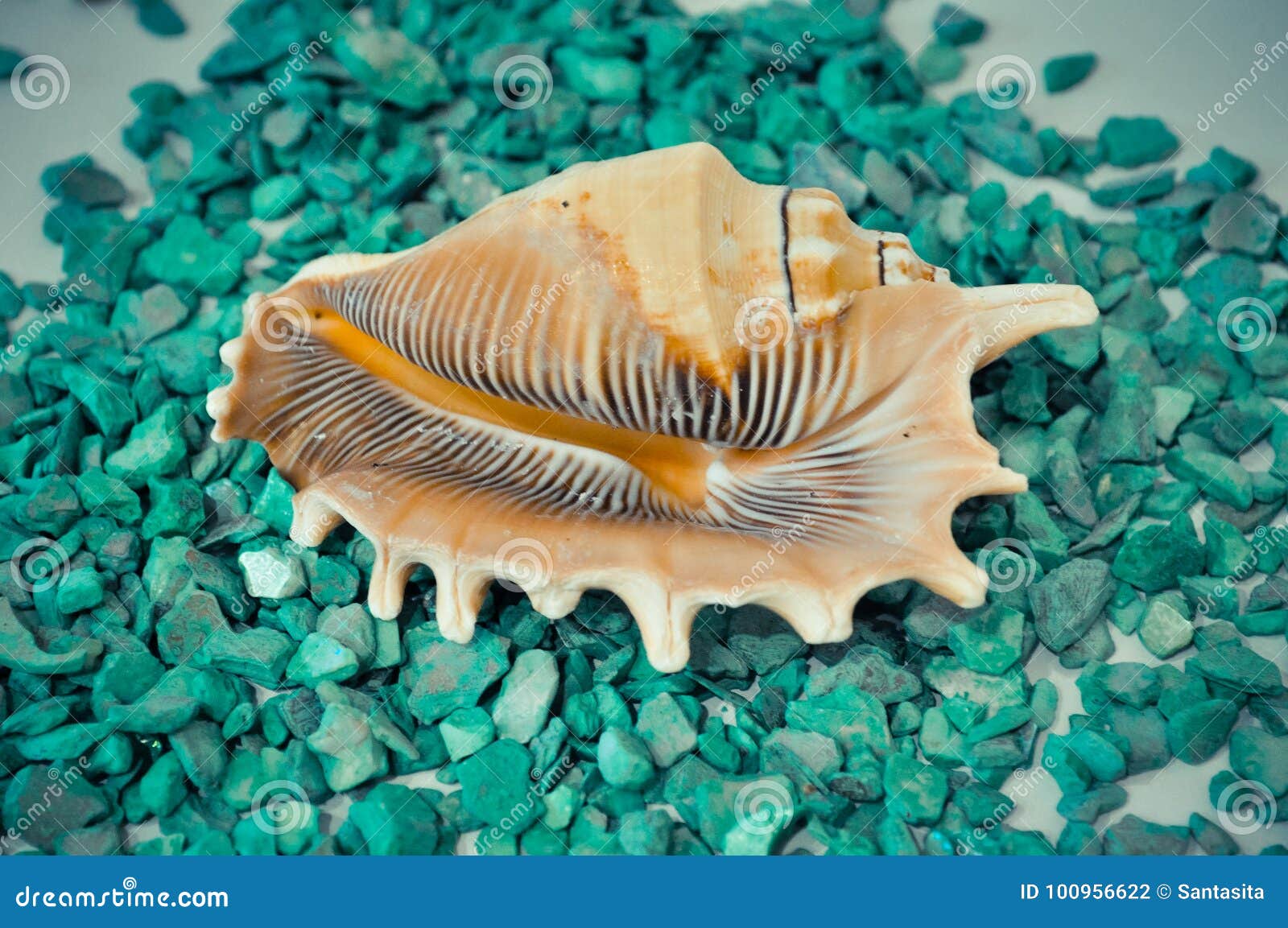 One or a Set of Several Different Shells on a Green Stones Stock Photo ...