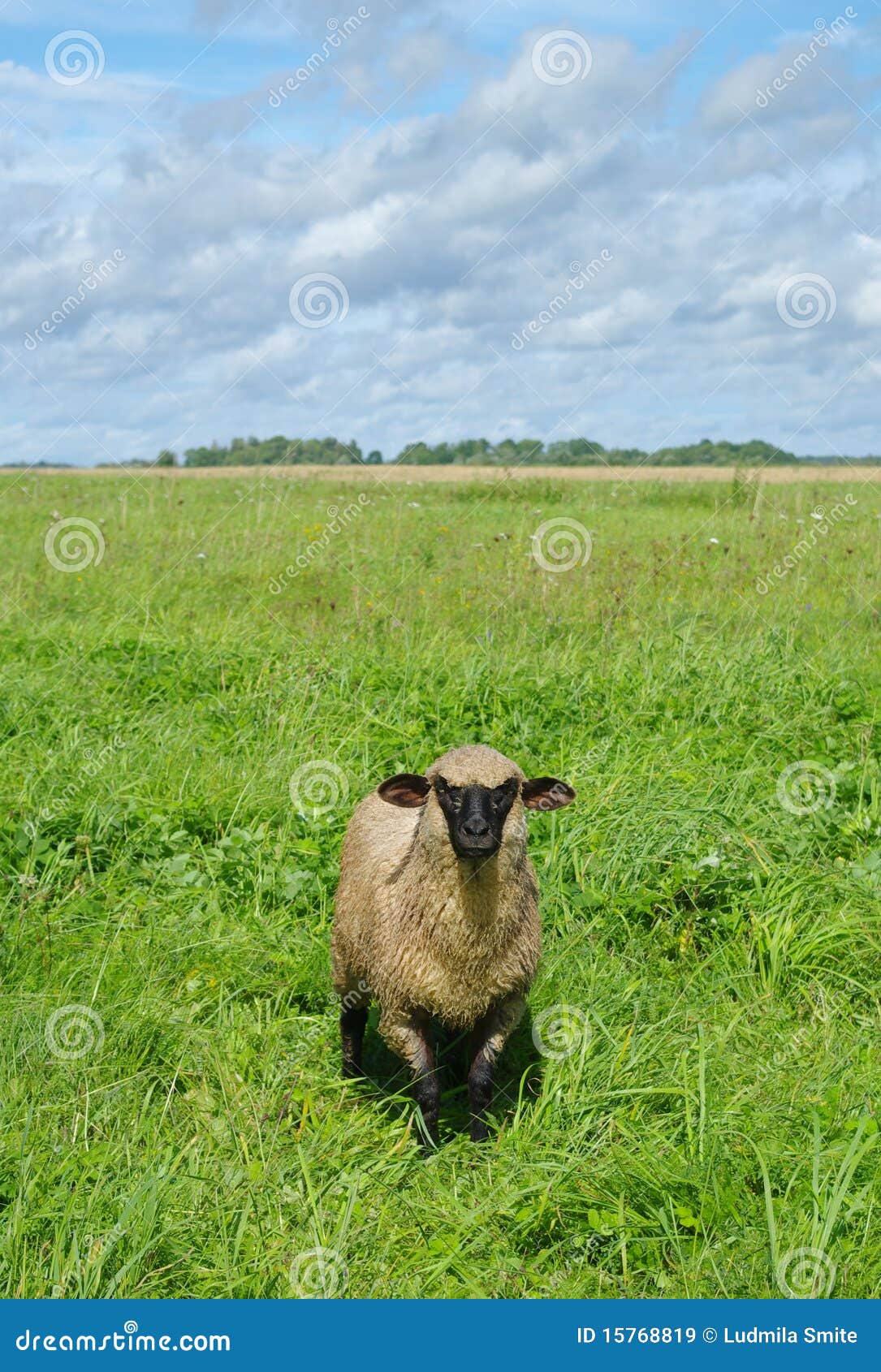 One sheep. stock image. Image of blue, white, rural, pasture - 15768819