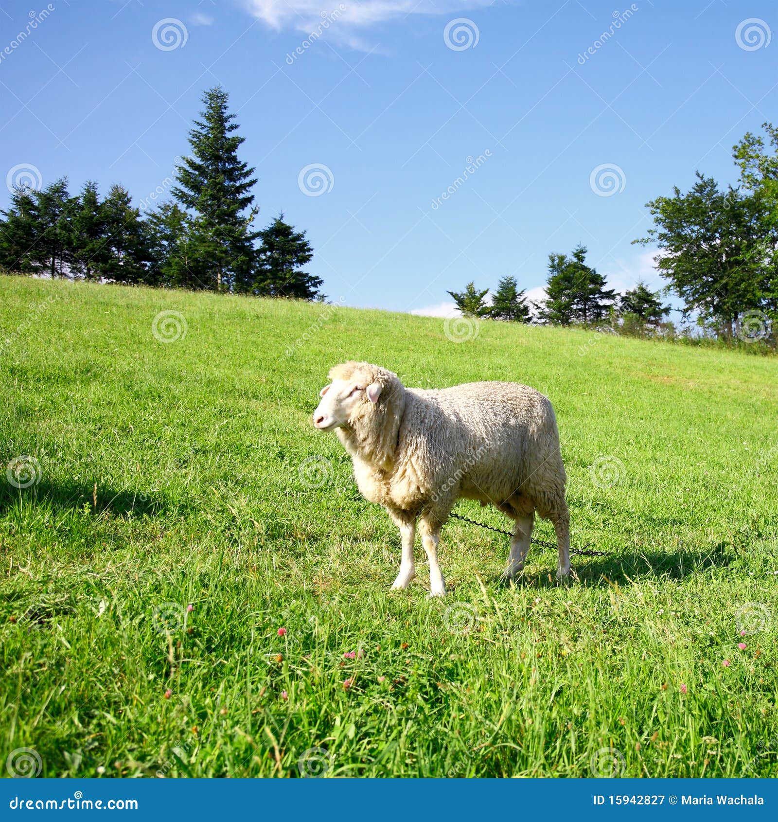 One sheep stock image. Image of green, card, conceptual - 15942827