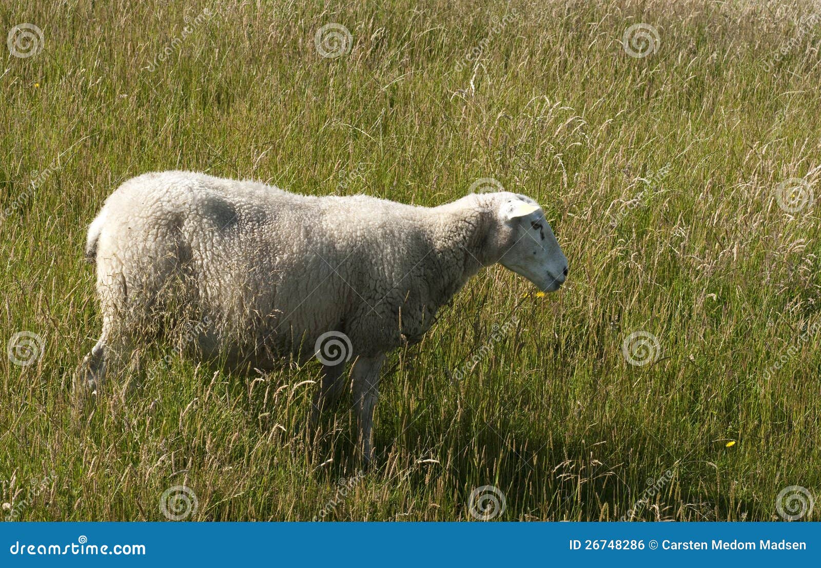 One sheep stock photo. Image of wadden, animal, nature - 26748286