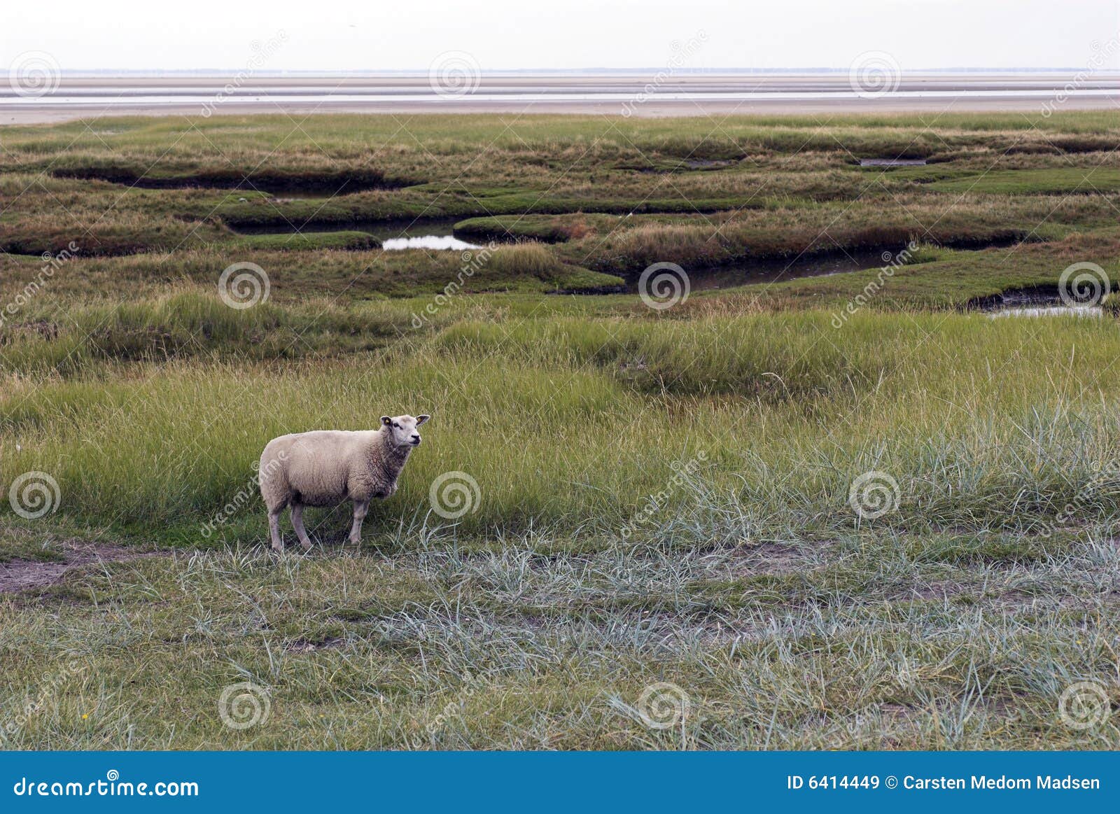 One Sheep stock image. Image of swamp, scene, looking - 6414449