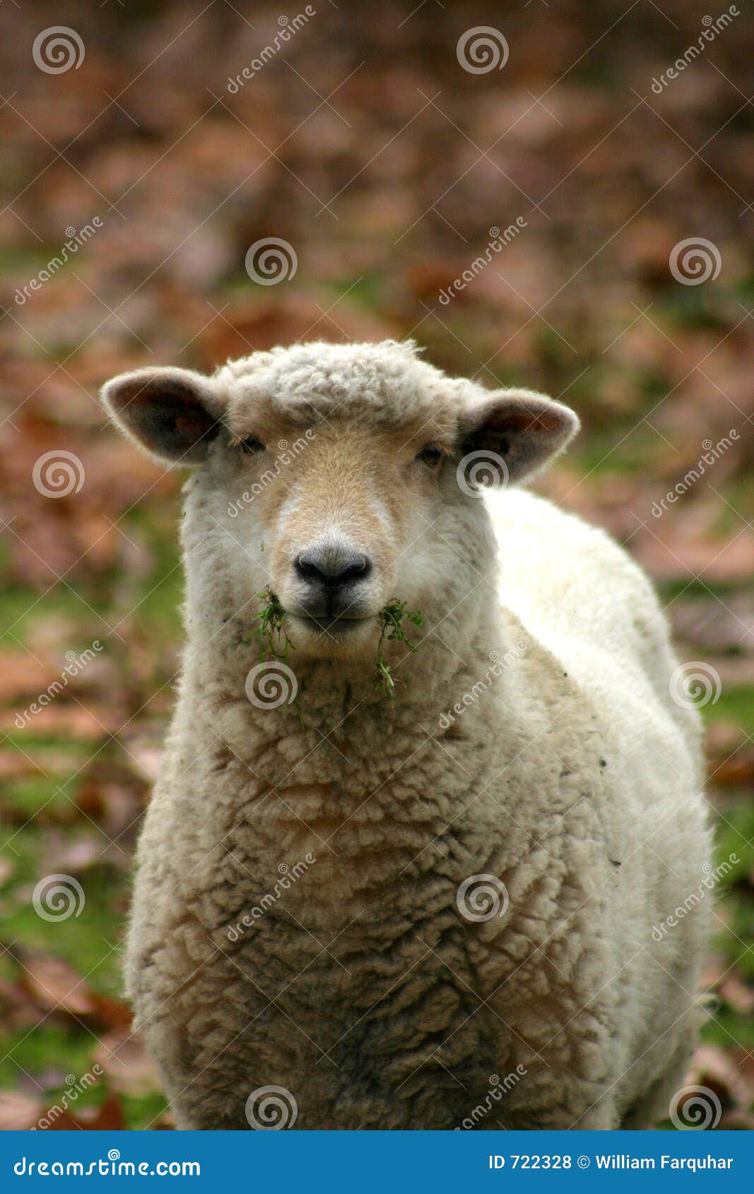One Sheep stock photo. Image of paddock, wildlife, domestic - 722328