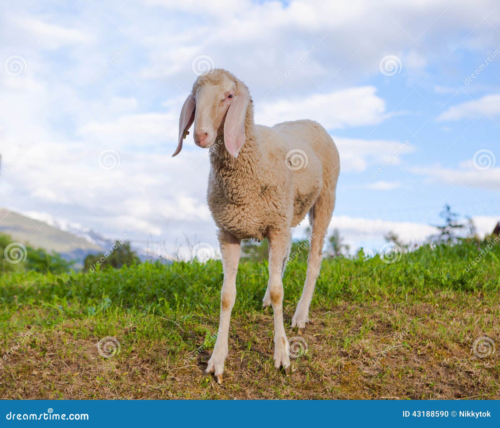 One Sheep Against Sky Background Stock Photo - Image of farm, meadow ...