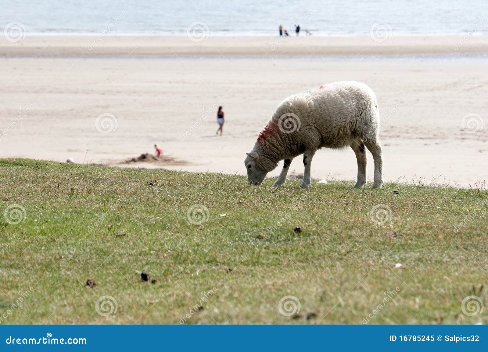 One Sheep with Beach in Background Stock Image - Image of grazing ...