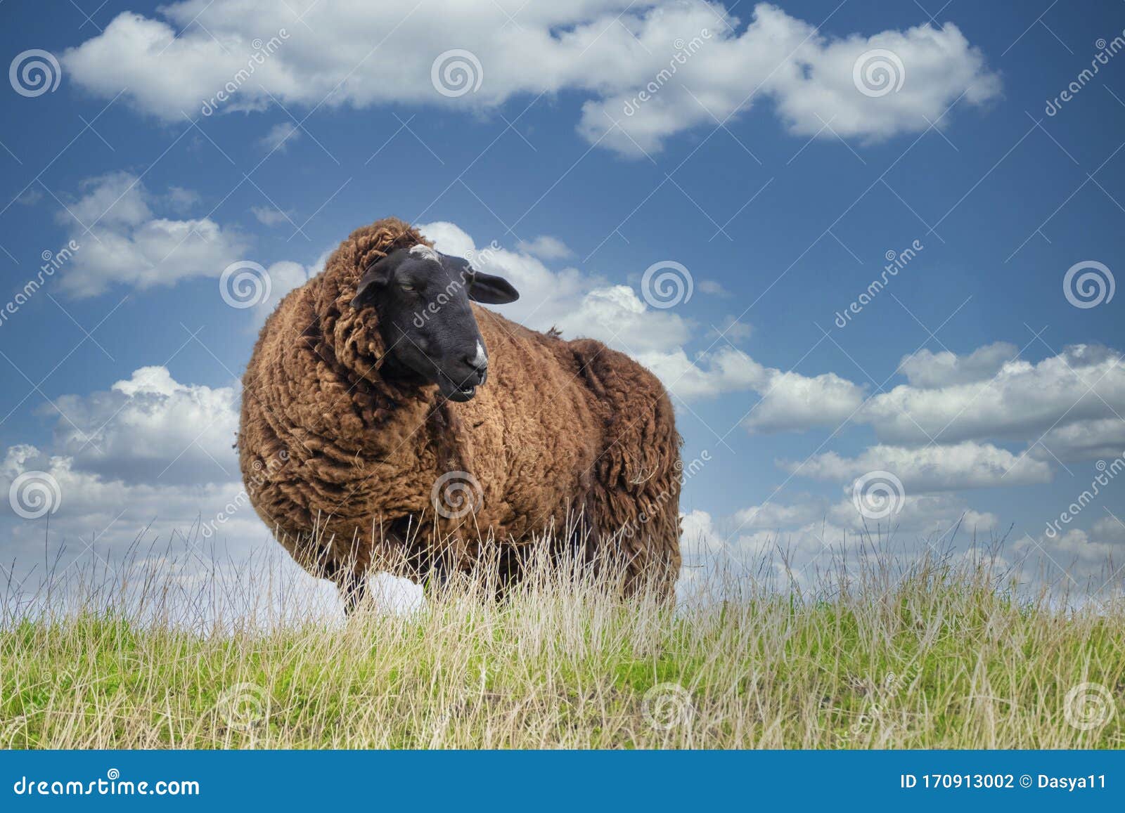 One Sheep Browsing Fresh Grass on the Top of a Hill Stock Photo - Image ...
