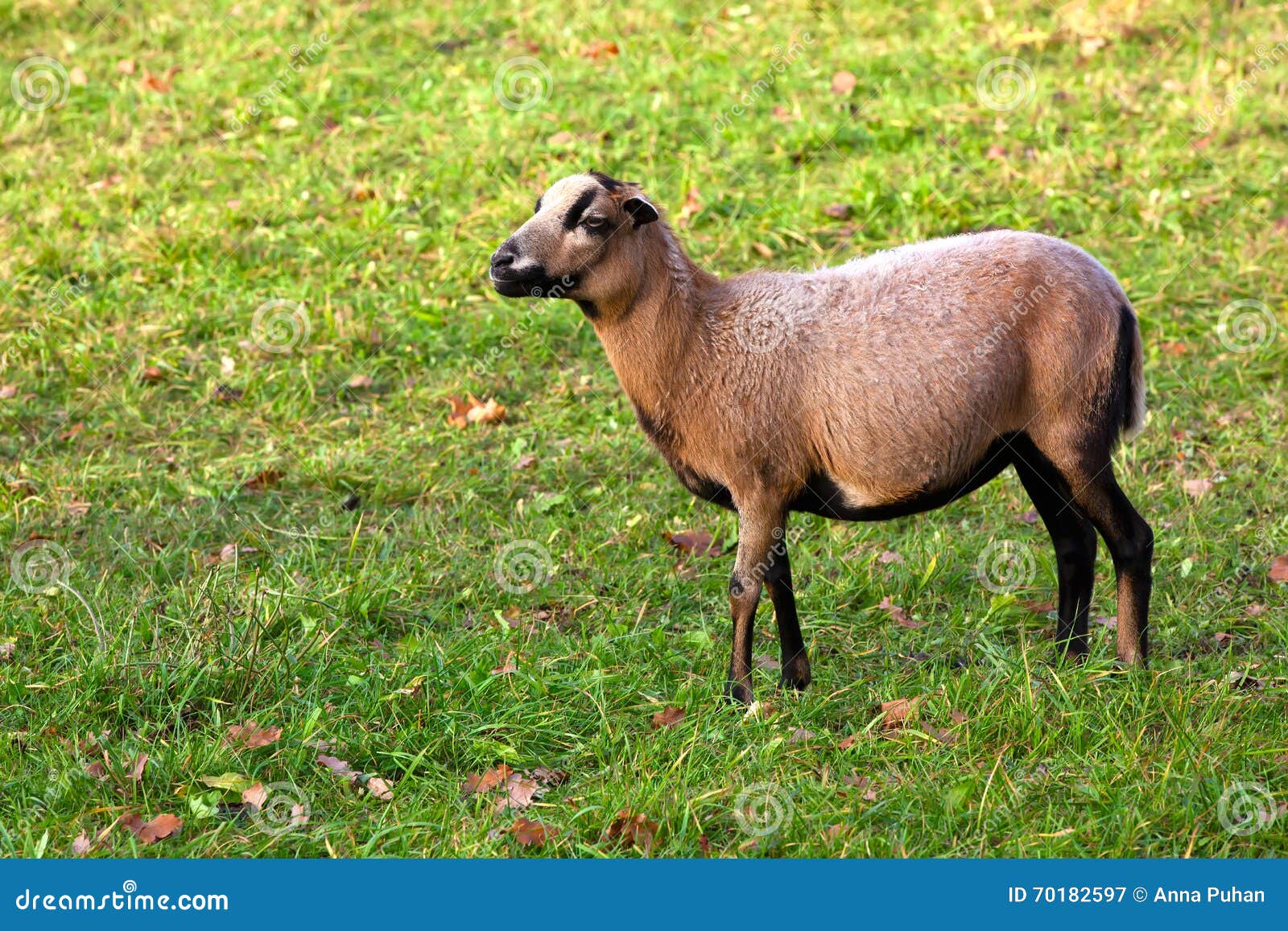 One sheep stock image. Image of industry, mutton, farmland - 70182597