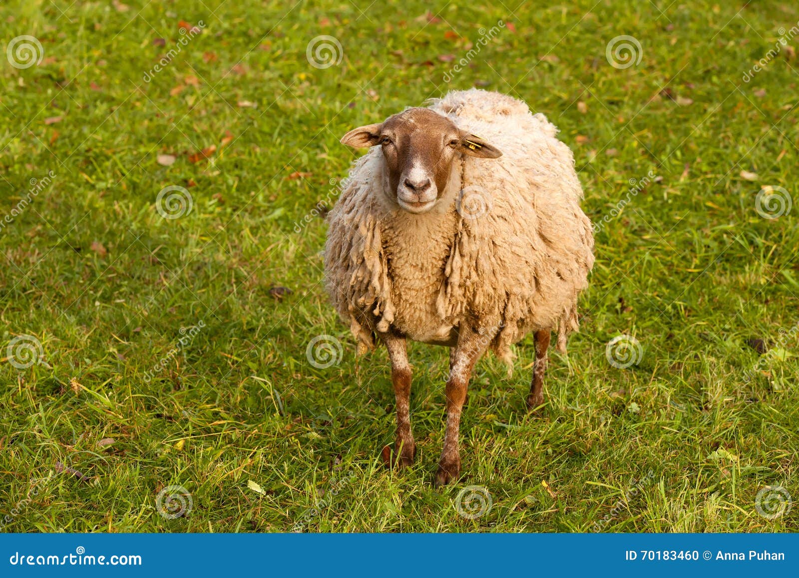 One sheep stock photo. Image of farmland, nature, breed - 70183460