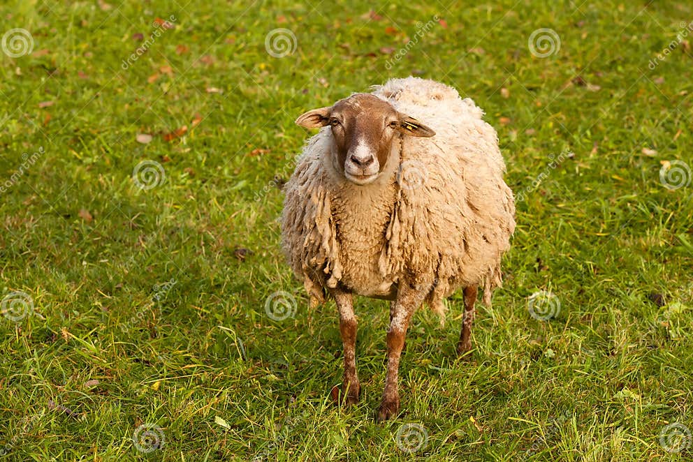 One sheep stock photo. Image of farmland, nature, breed - 70183460