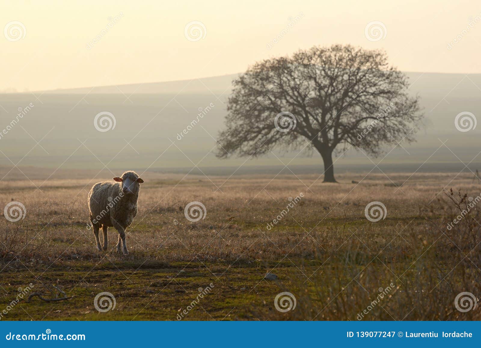One sheep on field stock image. Image of lumber, natural - 139077247