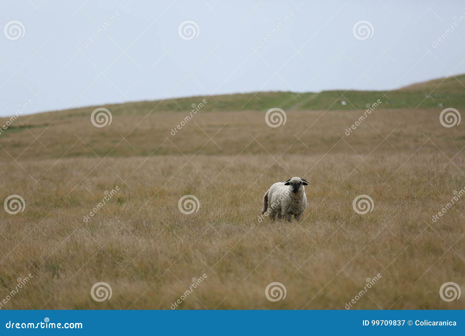 One Sheep on the Fields, Full Portrait Stock Image - Image of domestic ...