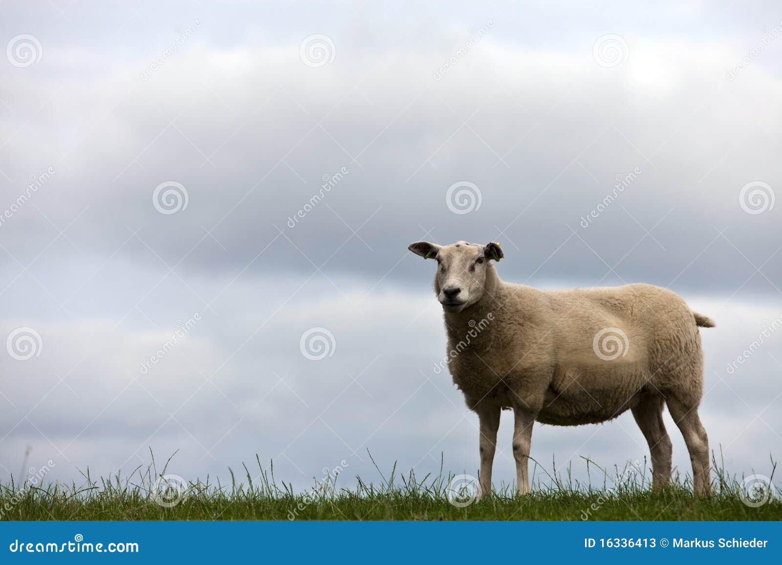 One sheep on grassland stock image. Image of east, field - 16336413