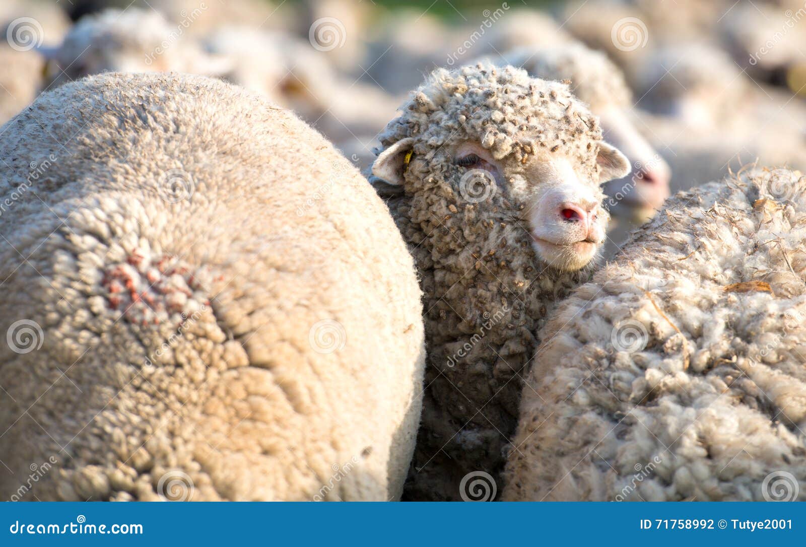 One Sheep from Herd Looking at Camera Stock Photo - Image of creativity ...