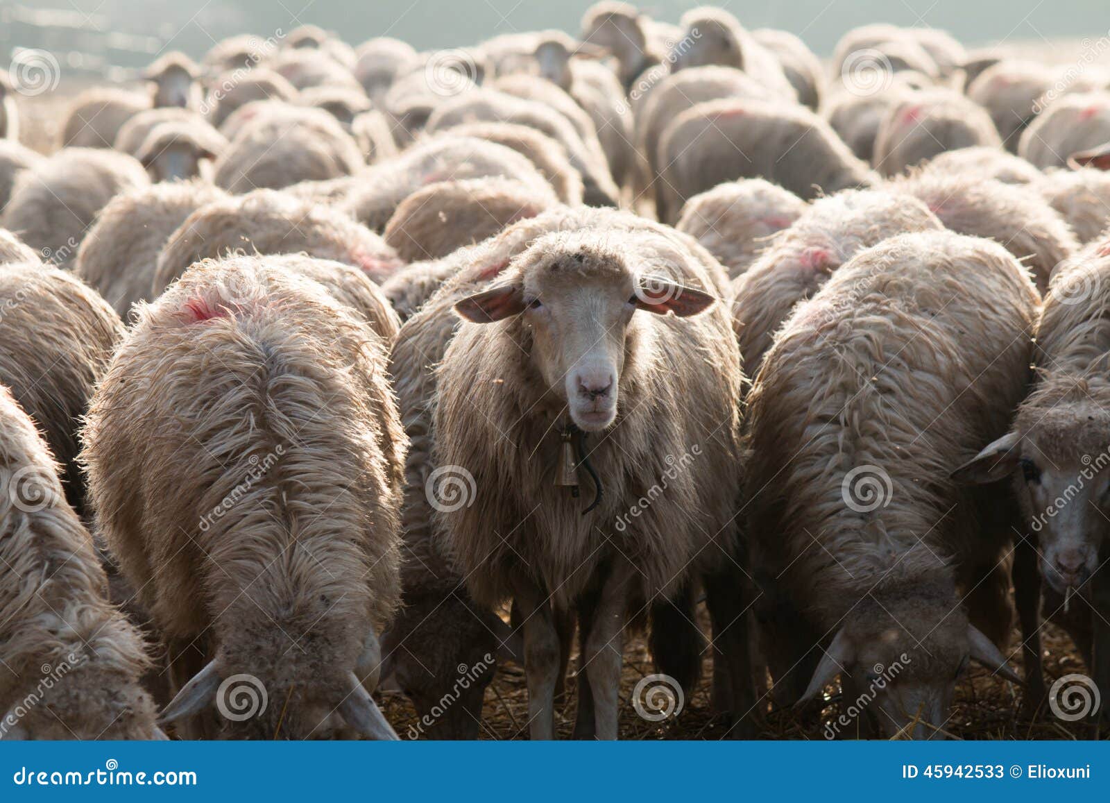 Only One Sheep See the Camera Think Different Stock Image - Image of ...