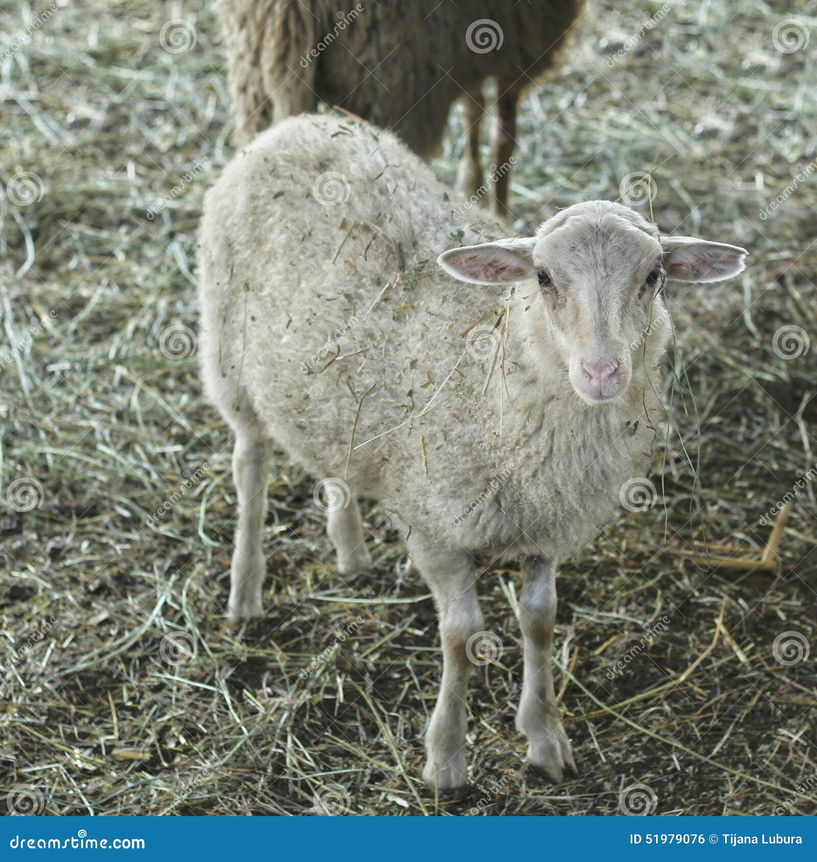 One sheep stand alone stock photo. Image of feed, fodder - 51979076
