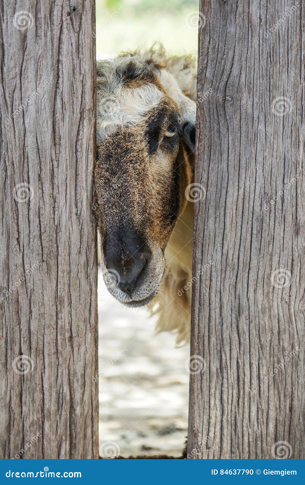 One Sheep Wooden Farm Cage Stock Photos - Free & Royalty-Free Stock ...