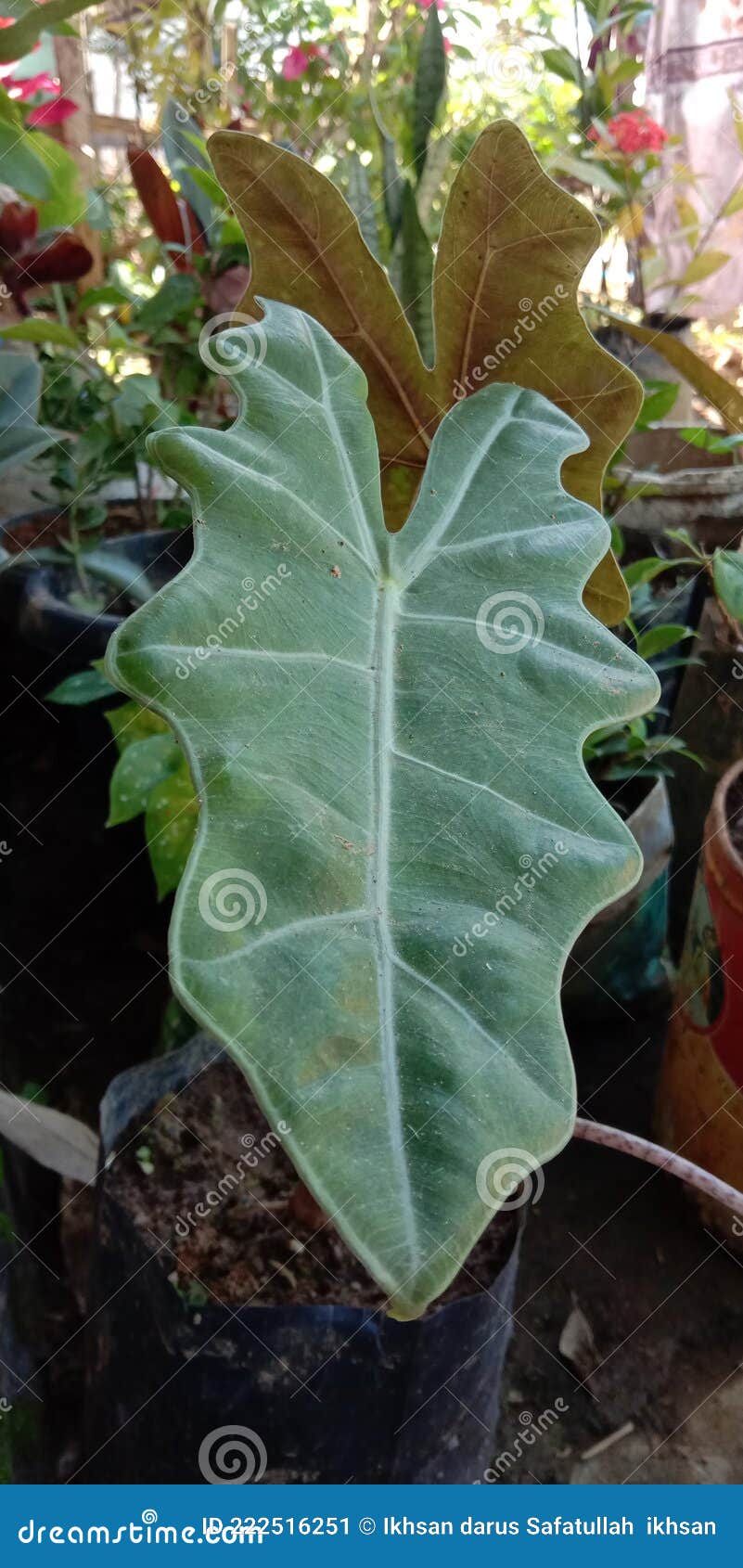 One Sheet of Taro Flower that Grows in a Pot Stock Image - Image of ...