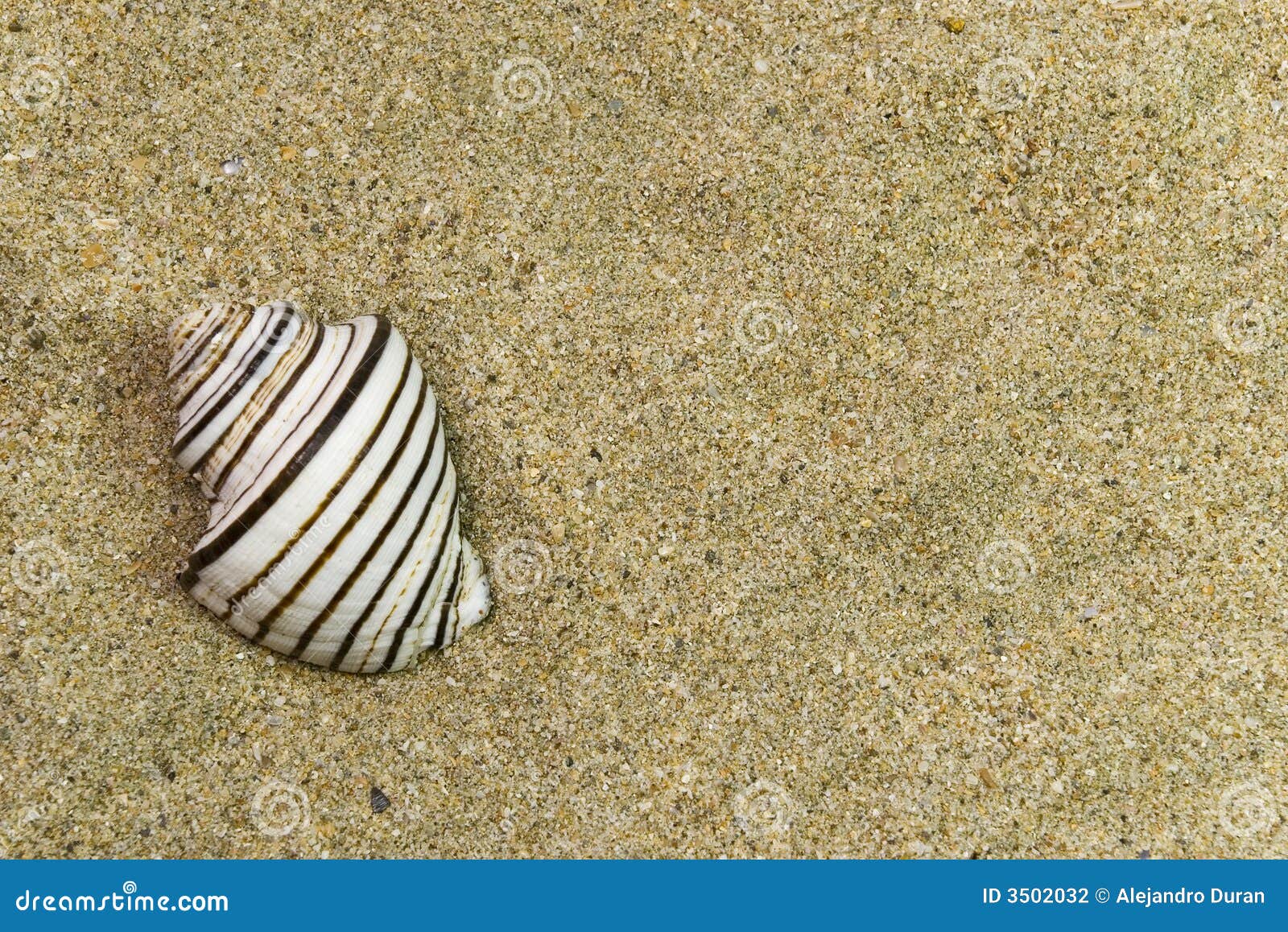 One shell stock photo. Image of peaceful, marine, nature - 3502032