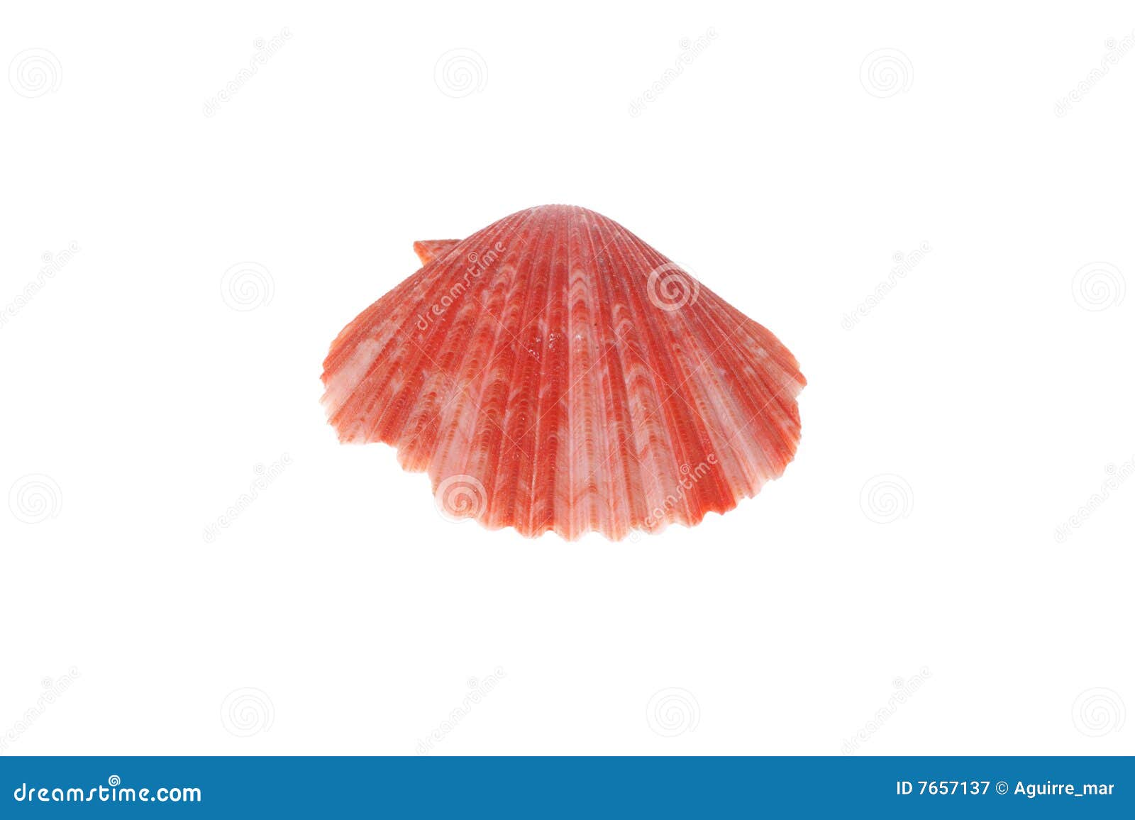 One shell stock image. Image of shot, beauty, adventure - 7657137