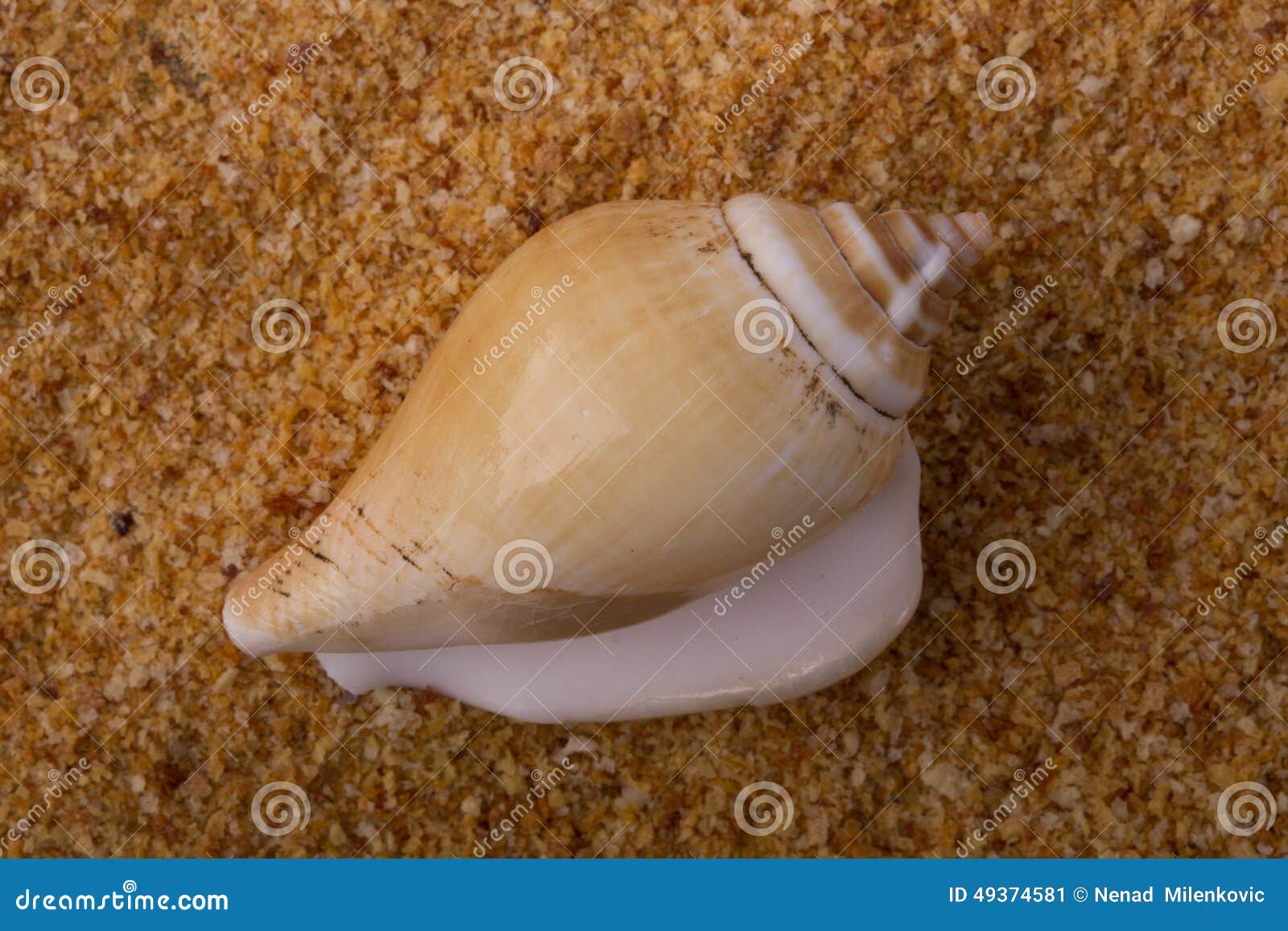 One shell stock image. Image of bathroom, live, earth - 49374581