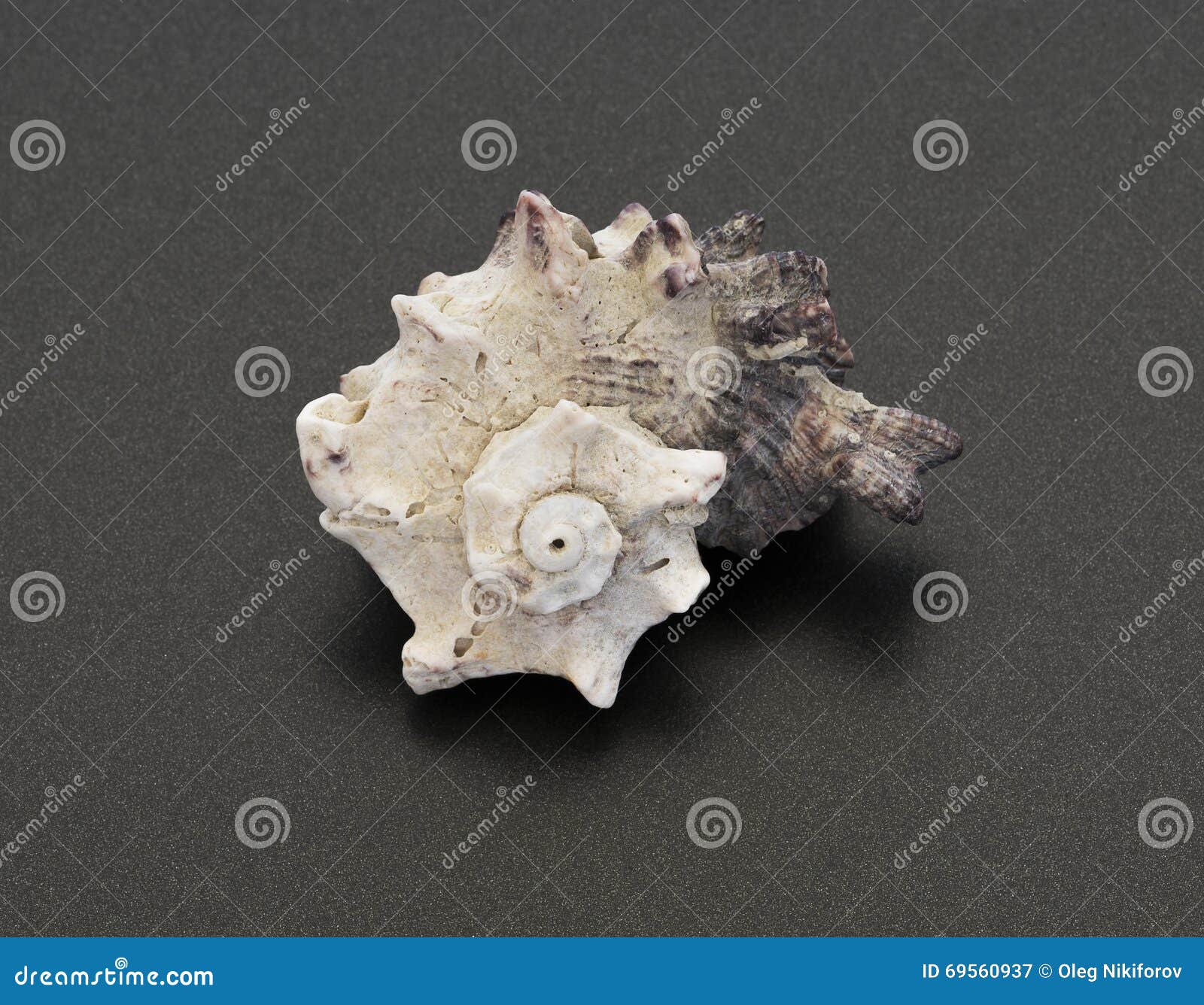 One shell stock image. Image of mollusk, travel, backgrounds - 69560937
