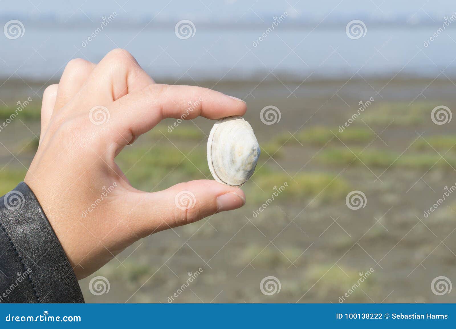 One shell in a hand stock photo. Image of beach, nature - 100138222