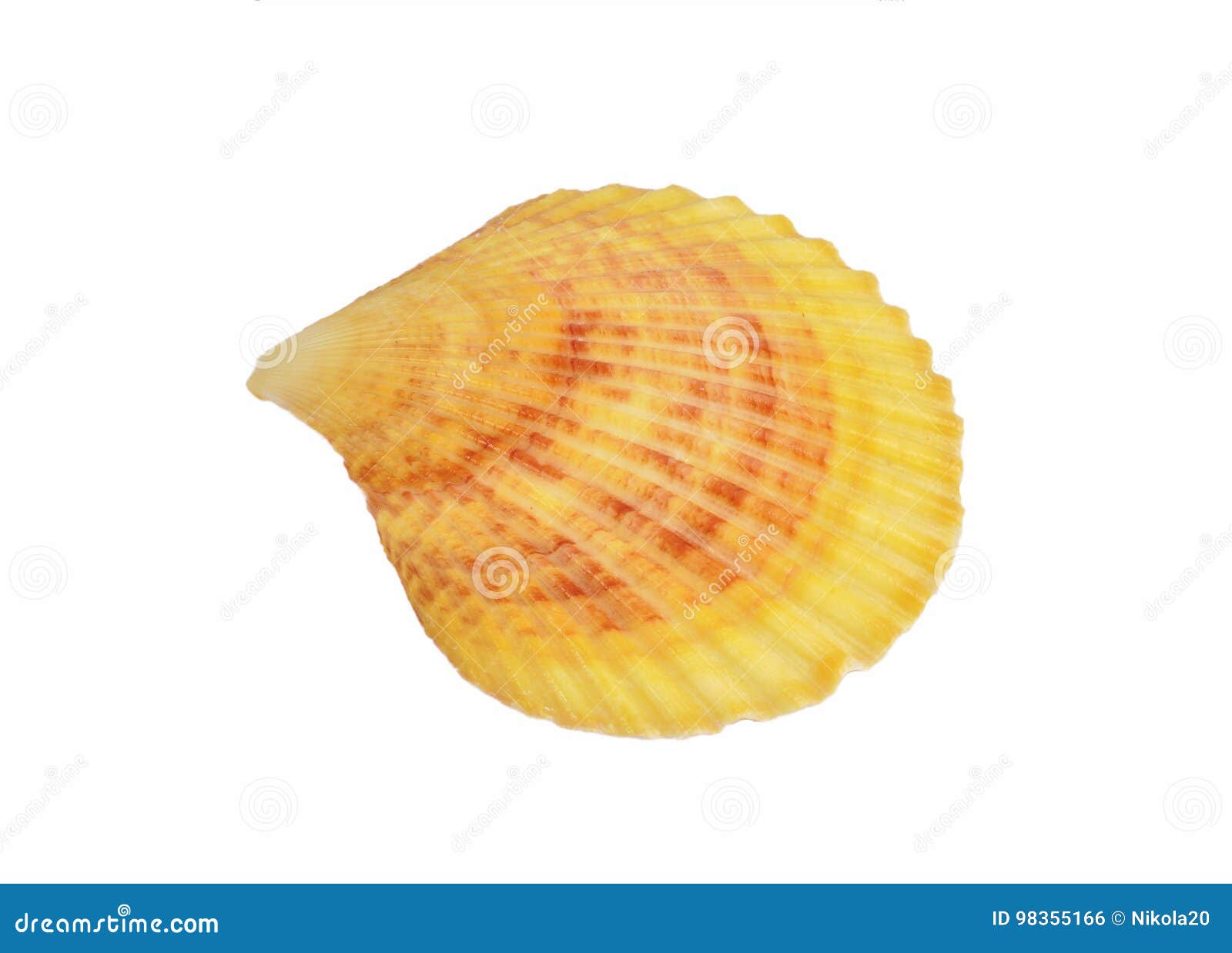 One Shell Isolated on White Background Stock Photo - Image of ecology ...