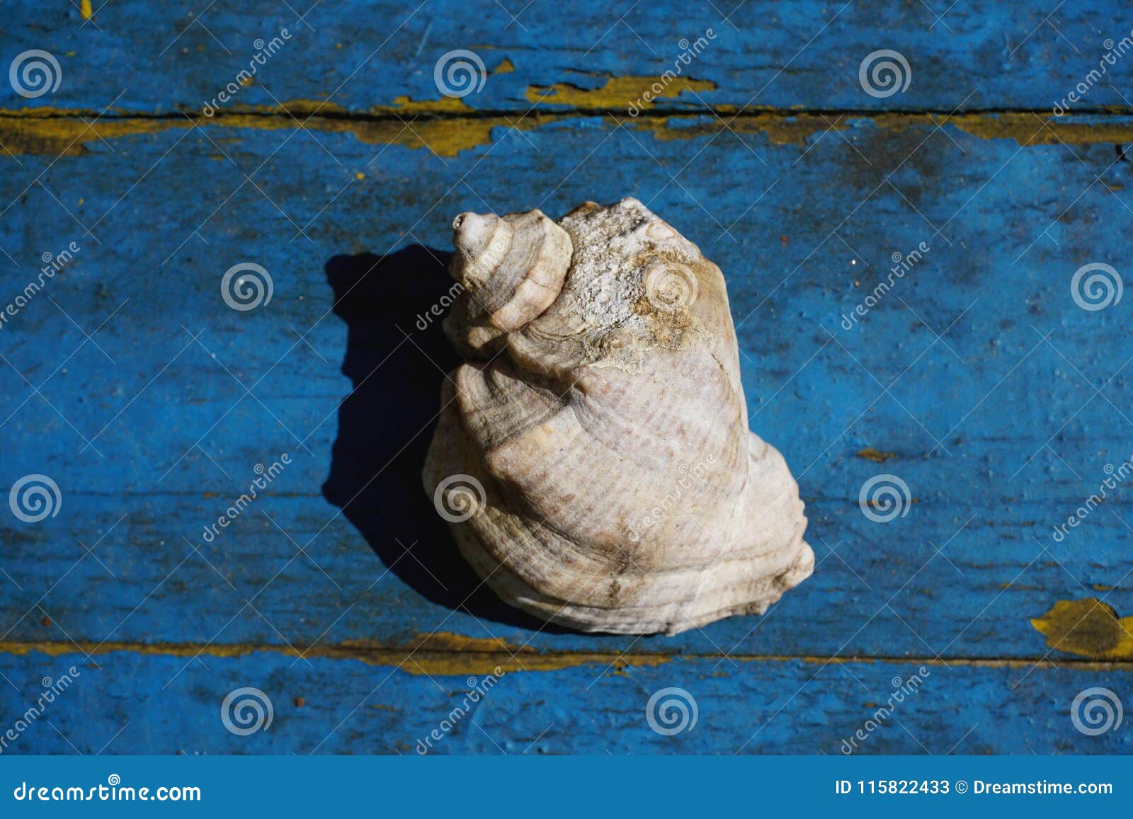 One Shell is on a Scratched Blue Surface. Shadow and Light. Stock Image ...
