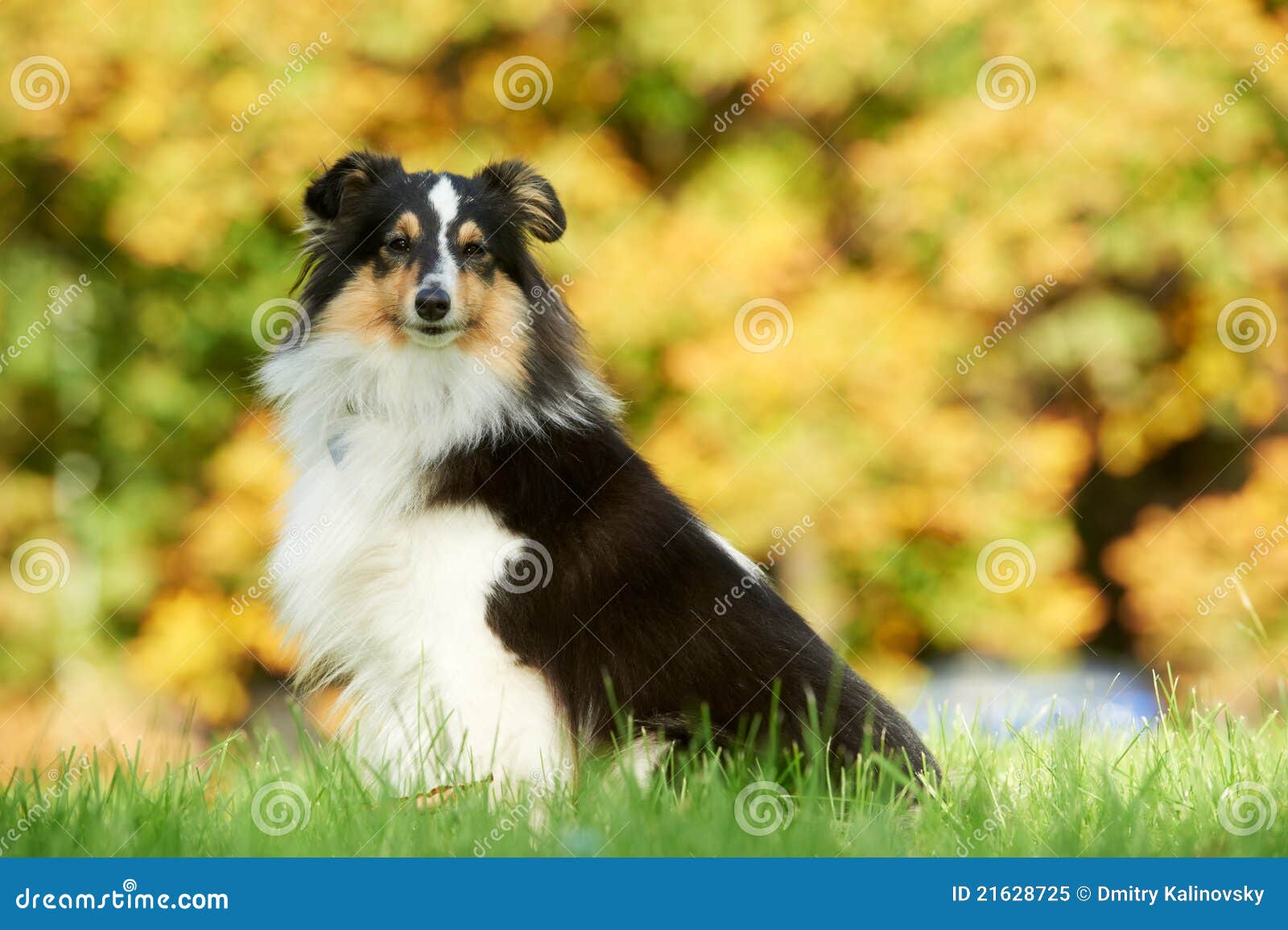 Shetland Sheepdog Herding Dog With Long Hair, Sable Coating, Beautiful ...