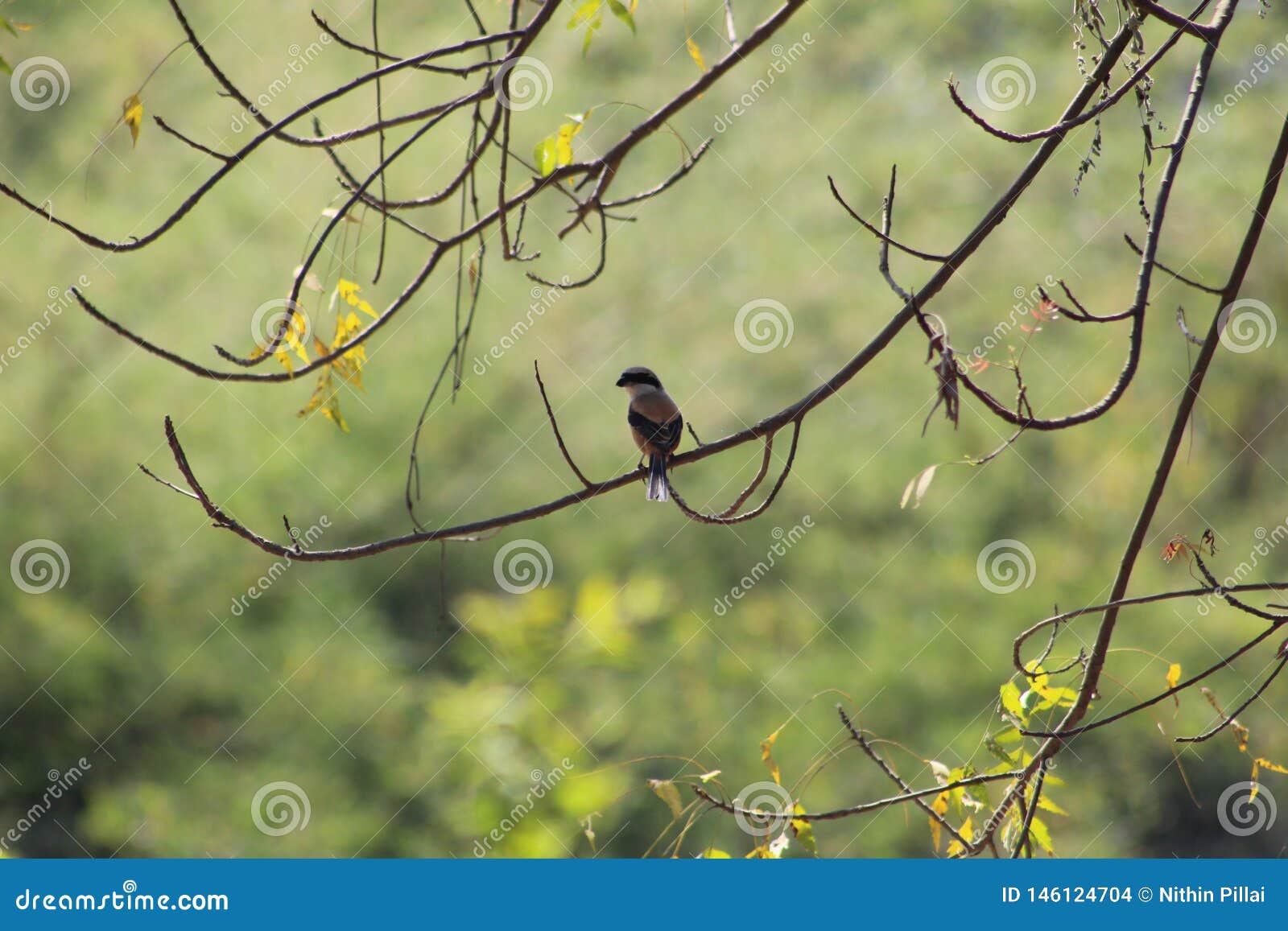 One Shot Click from Moving Train Bird Waiting Stock Photo - Image of ...