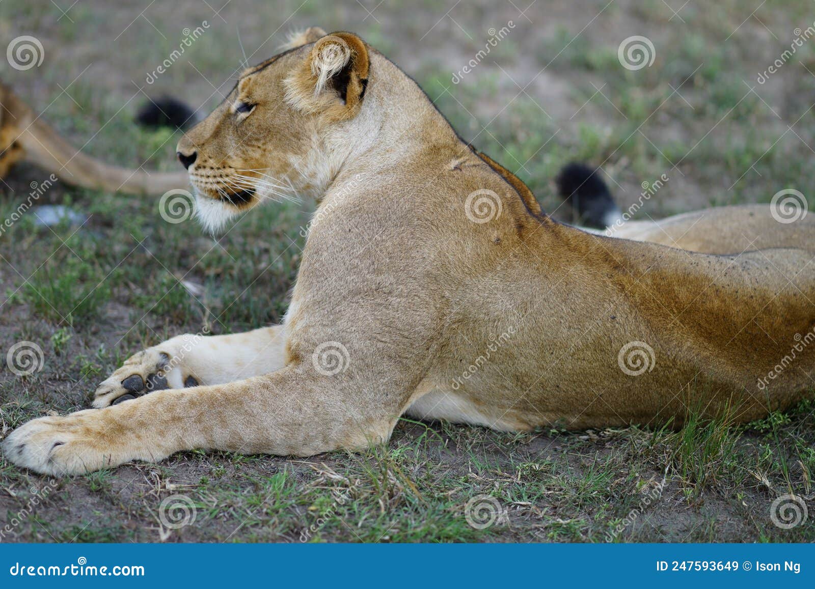 Female Lion in Murchison Fall National Park, Uganda Stock Image - Image ...