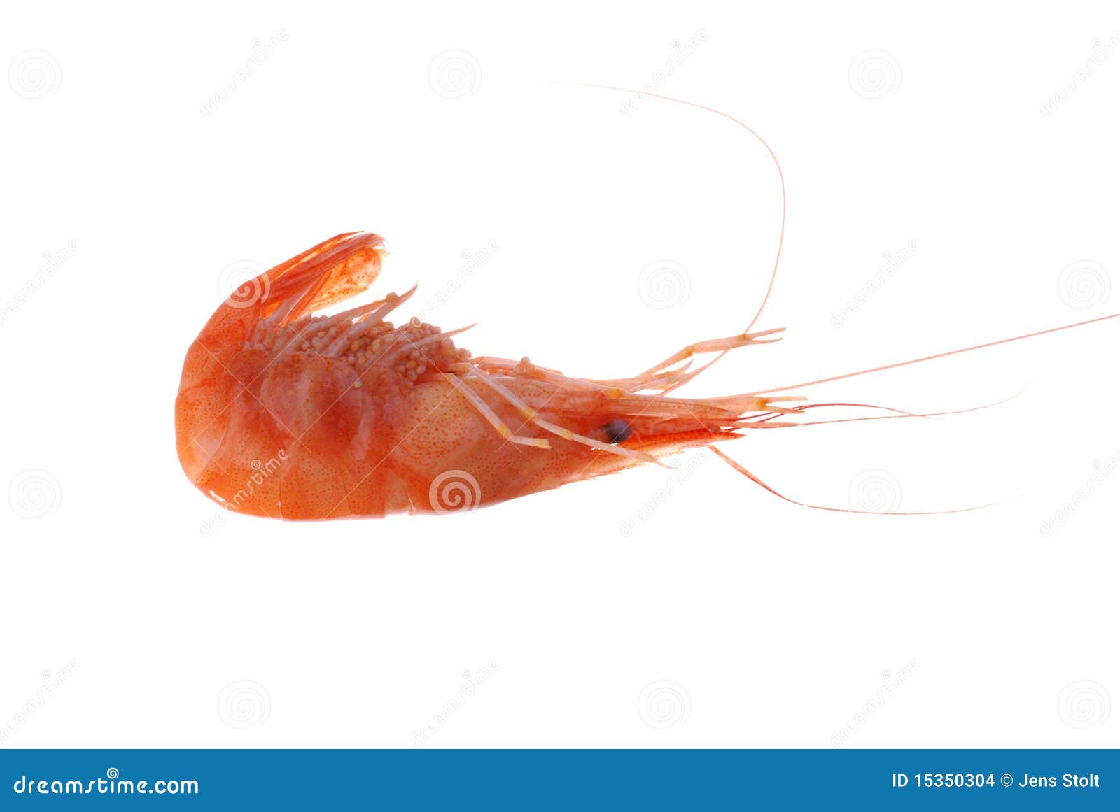 One Shrimp stock photo. Image of healthy, close, pink - 15350304