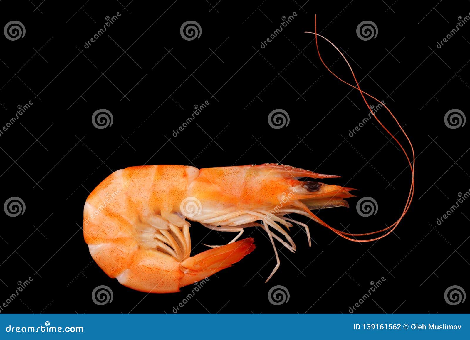 One Shrimp Isolated on a Black Background. Top View Stock Photo - Image ...