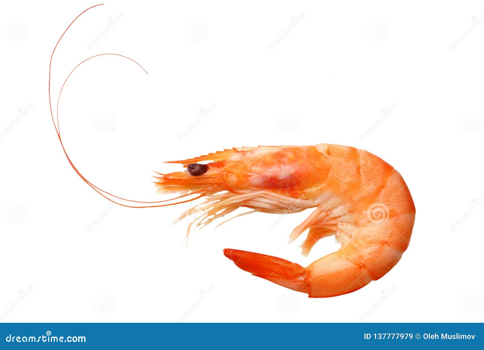 One Shrimp Isolated on a White Background. Top View Stock Image - Image ...
