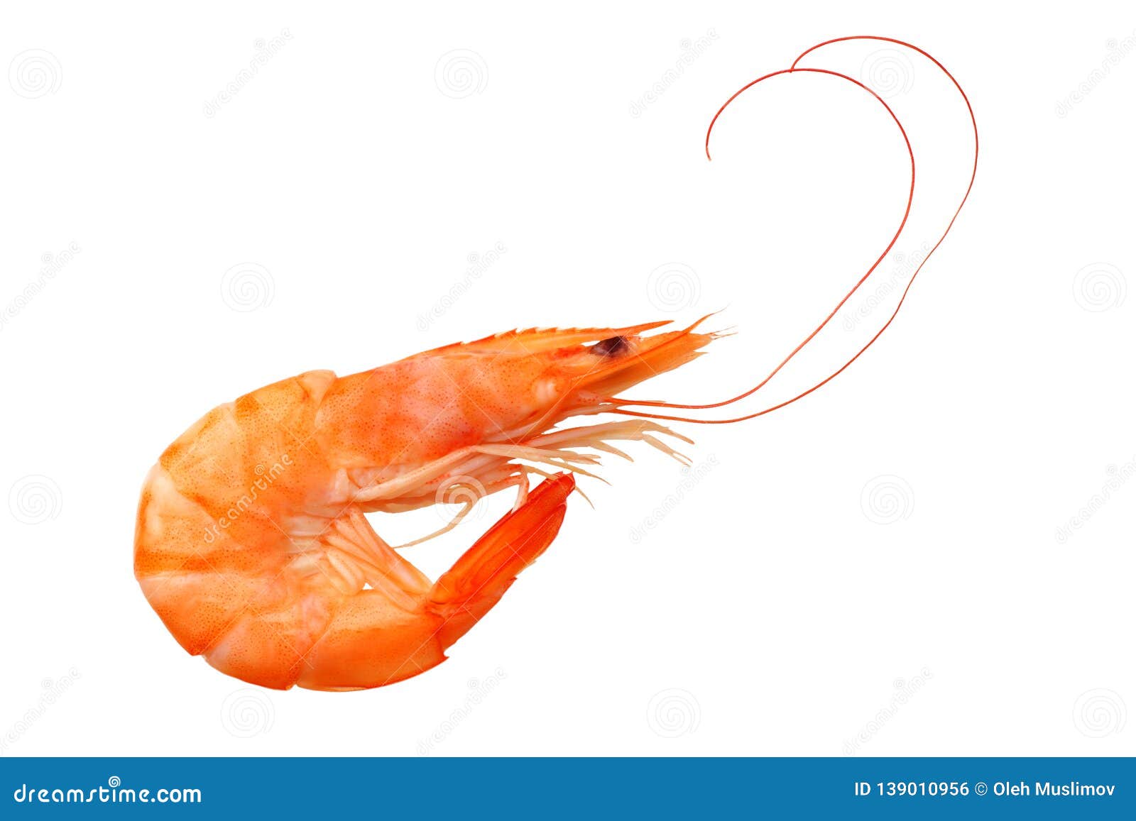 One Shrimp Isolated on a White Background. Top View Stock Photo - Image ...