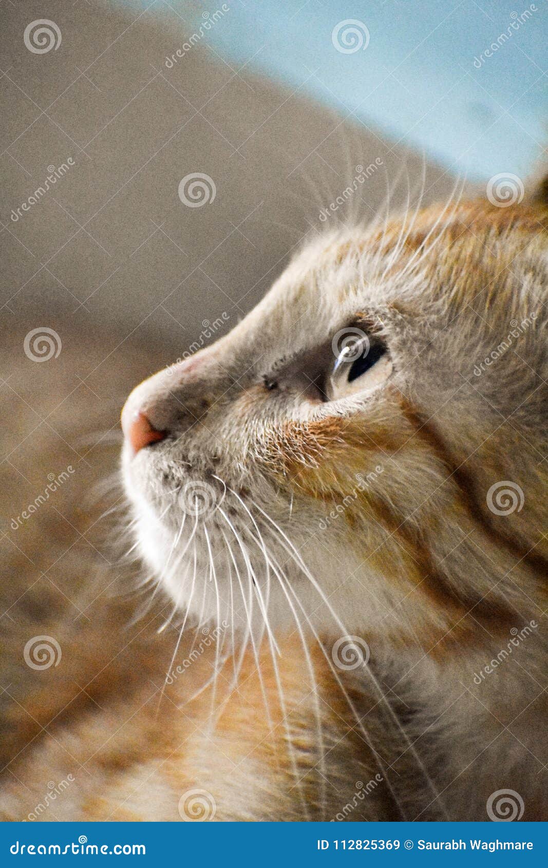Cat face stock image. Image of pets, looking, animal - 112825369