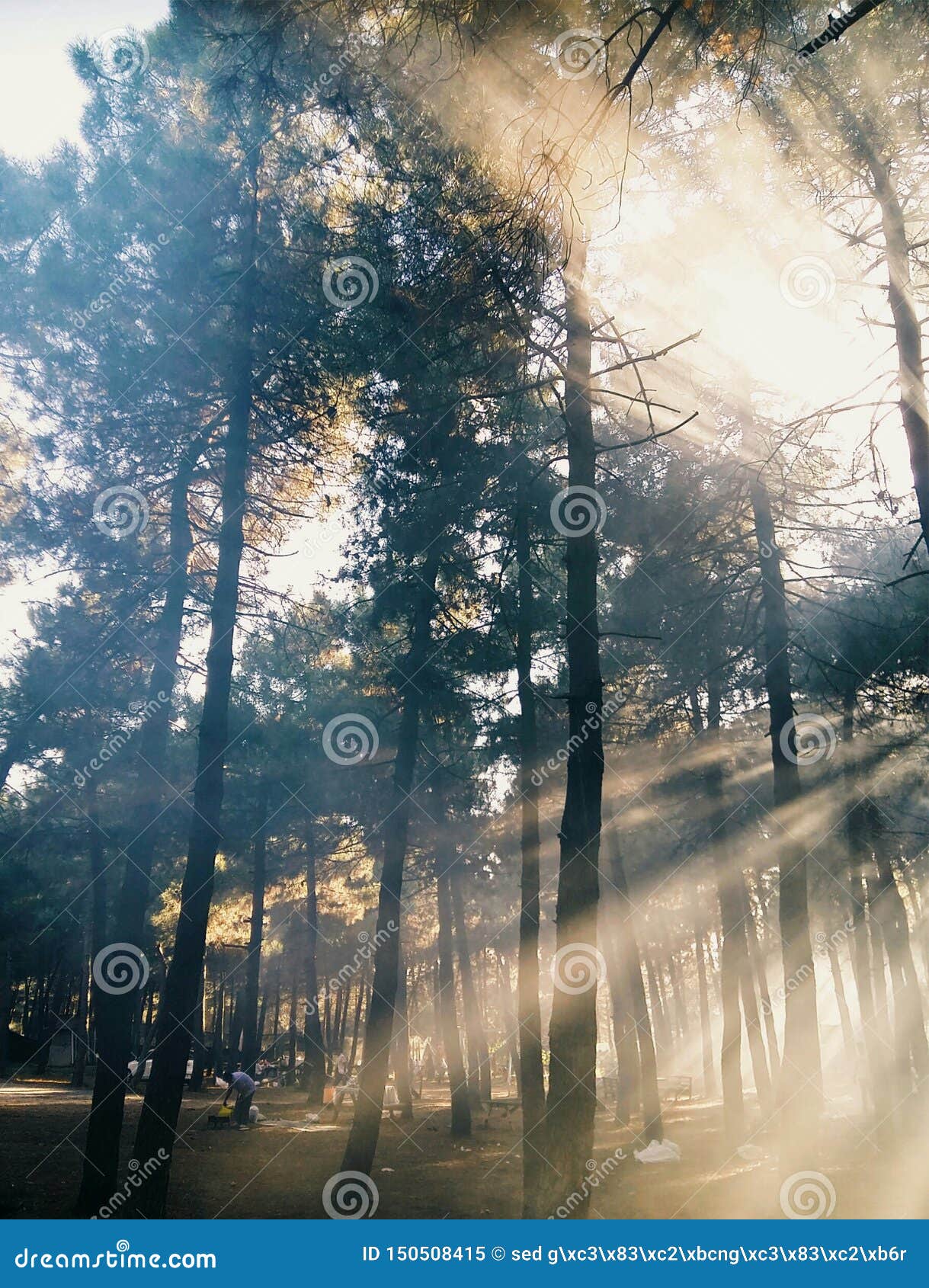 One-sided Sunrays through Woods Stock Image - Image of middle, rays ...