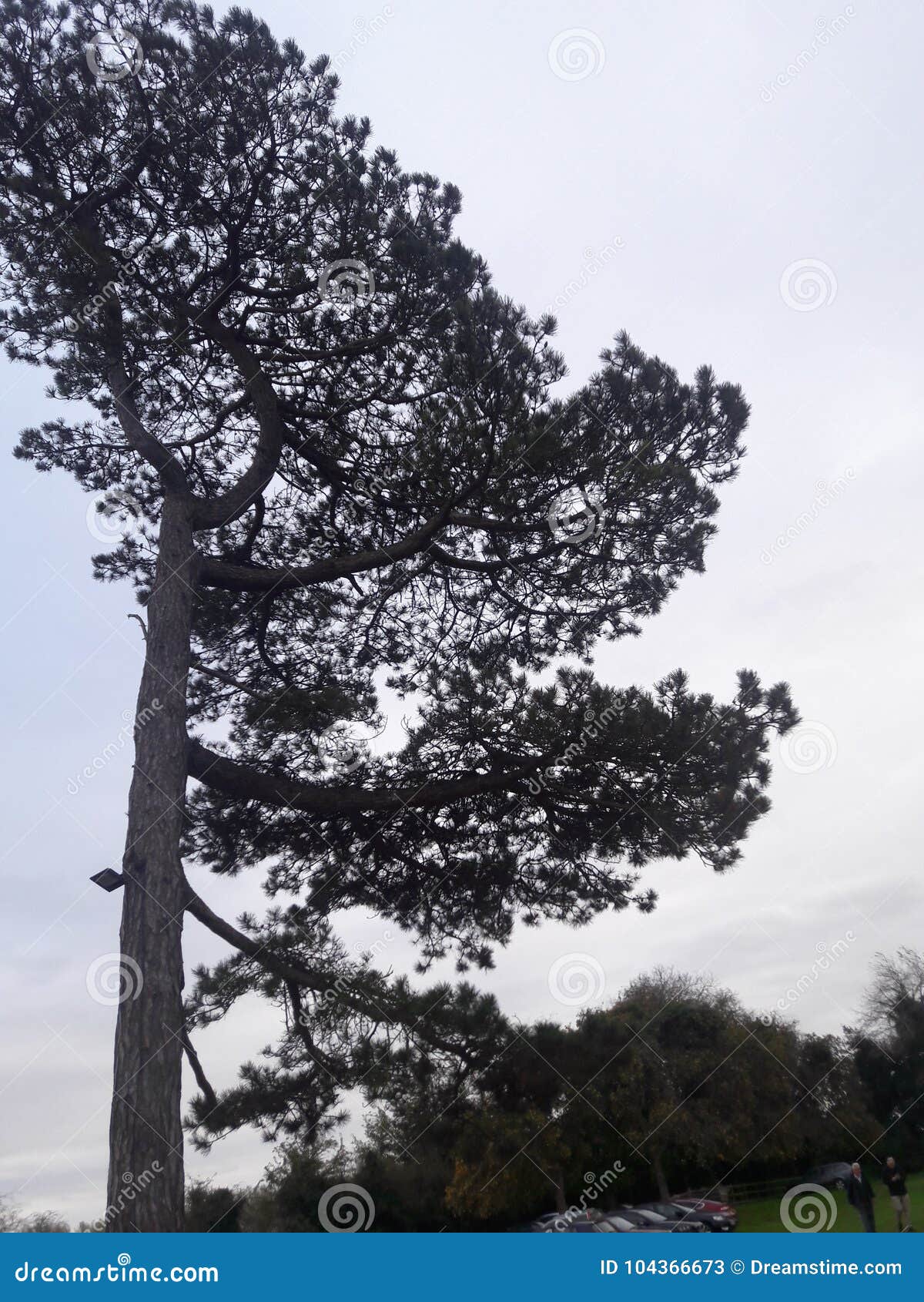 One Sided Tree stock image. Image of tree, lopsided - 104366673