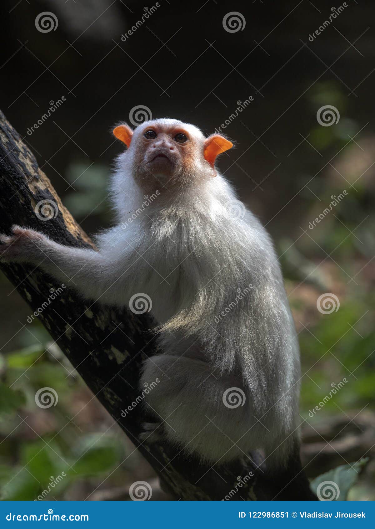 The Silver Marmoset, Callithrix Argentata, is Sitting on a Branch Stock ...