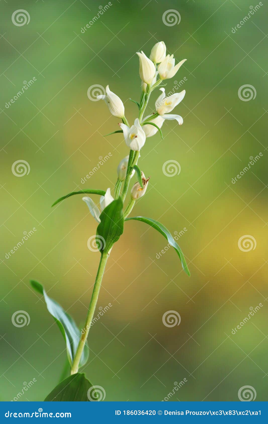 One Simple Flower in Nature Stock Photo - Image of detail, vegetation ...