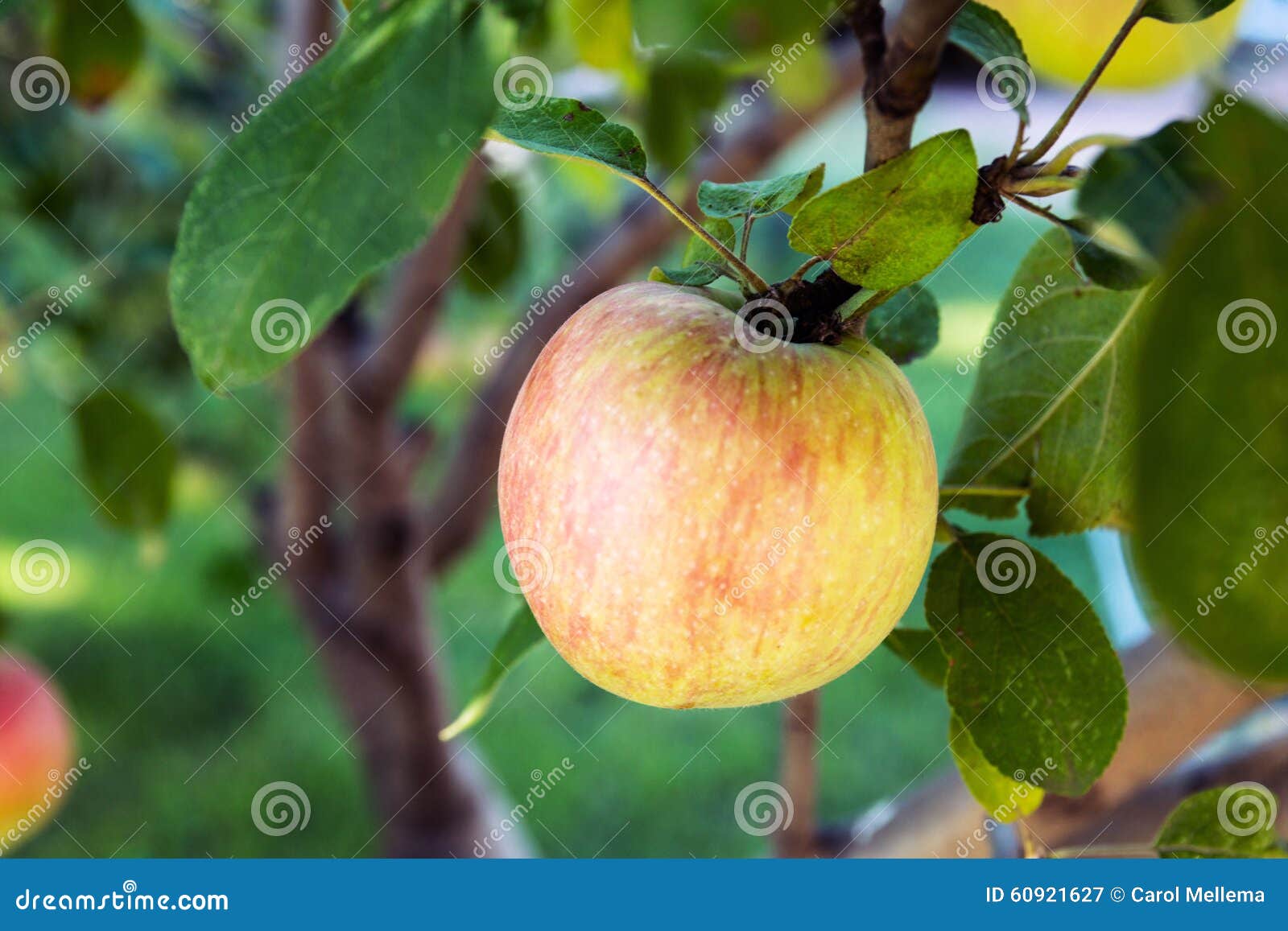 One Single Apple Growing on Tree in Summer Stock Image - Image of fall ...