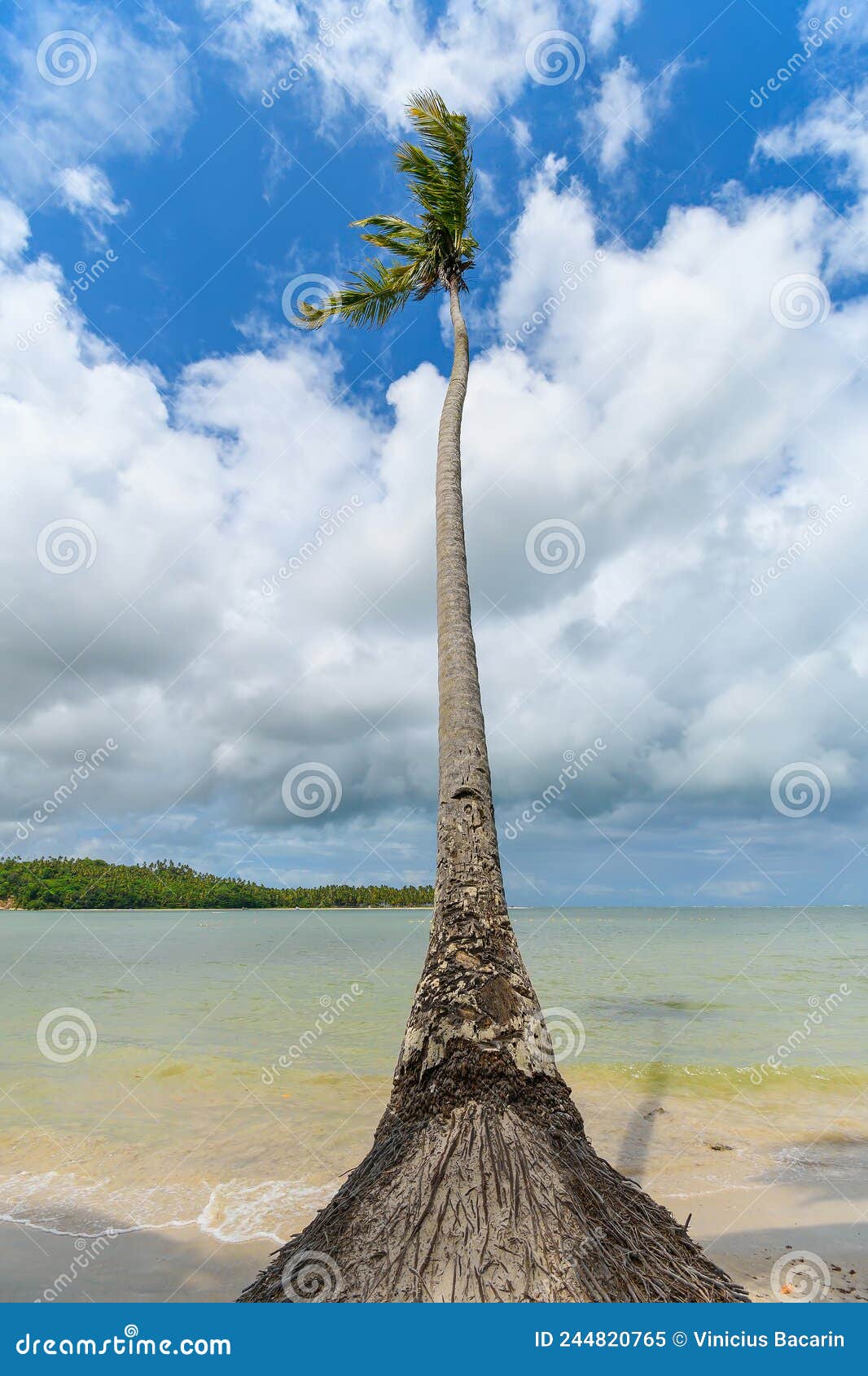 One Single Coconut Tree with Apparent Roots on the Sand of a Calm Beach ...