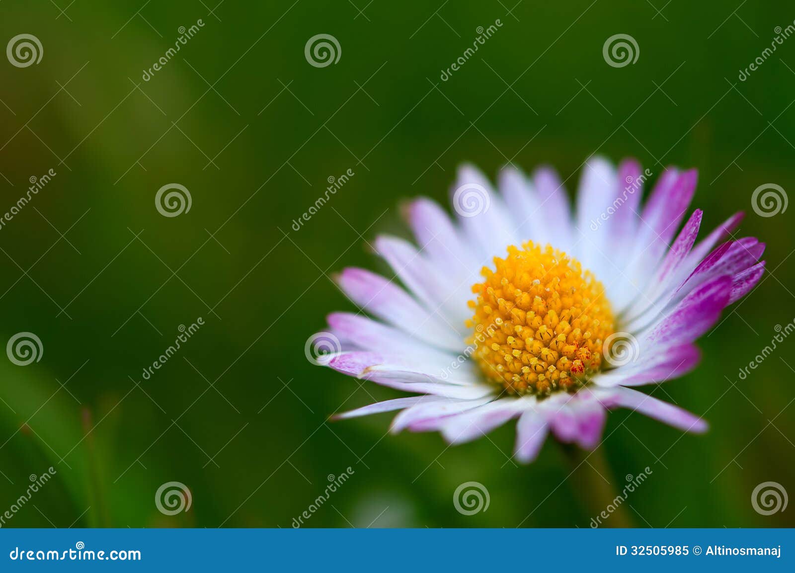 One single daisy - Macro stock image. Image of grass - 32505985